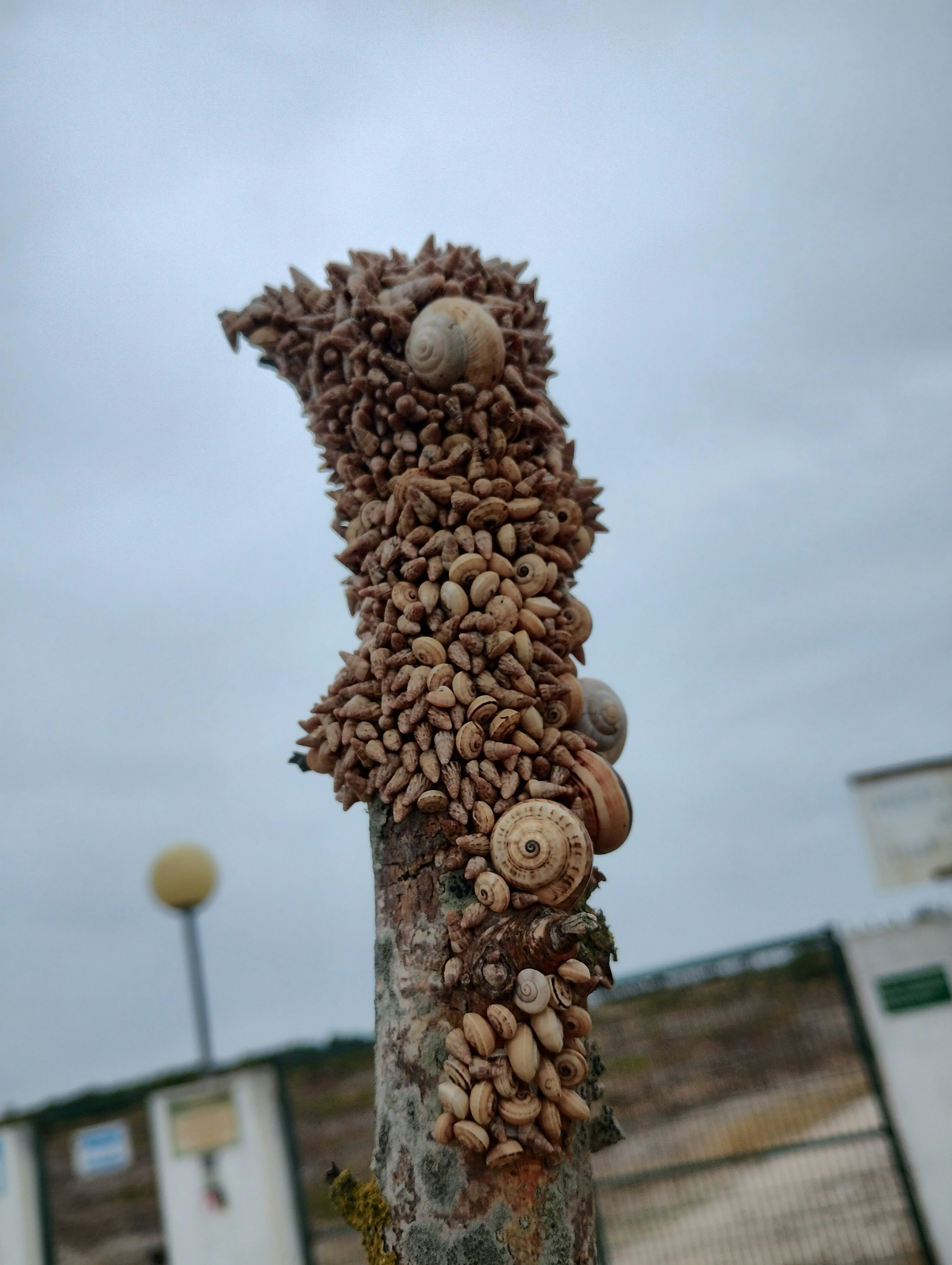 Schnecken an einem Baum