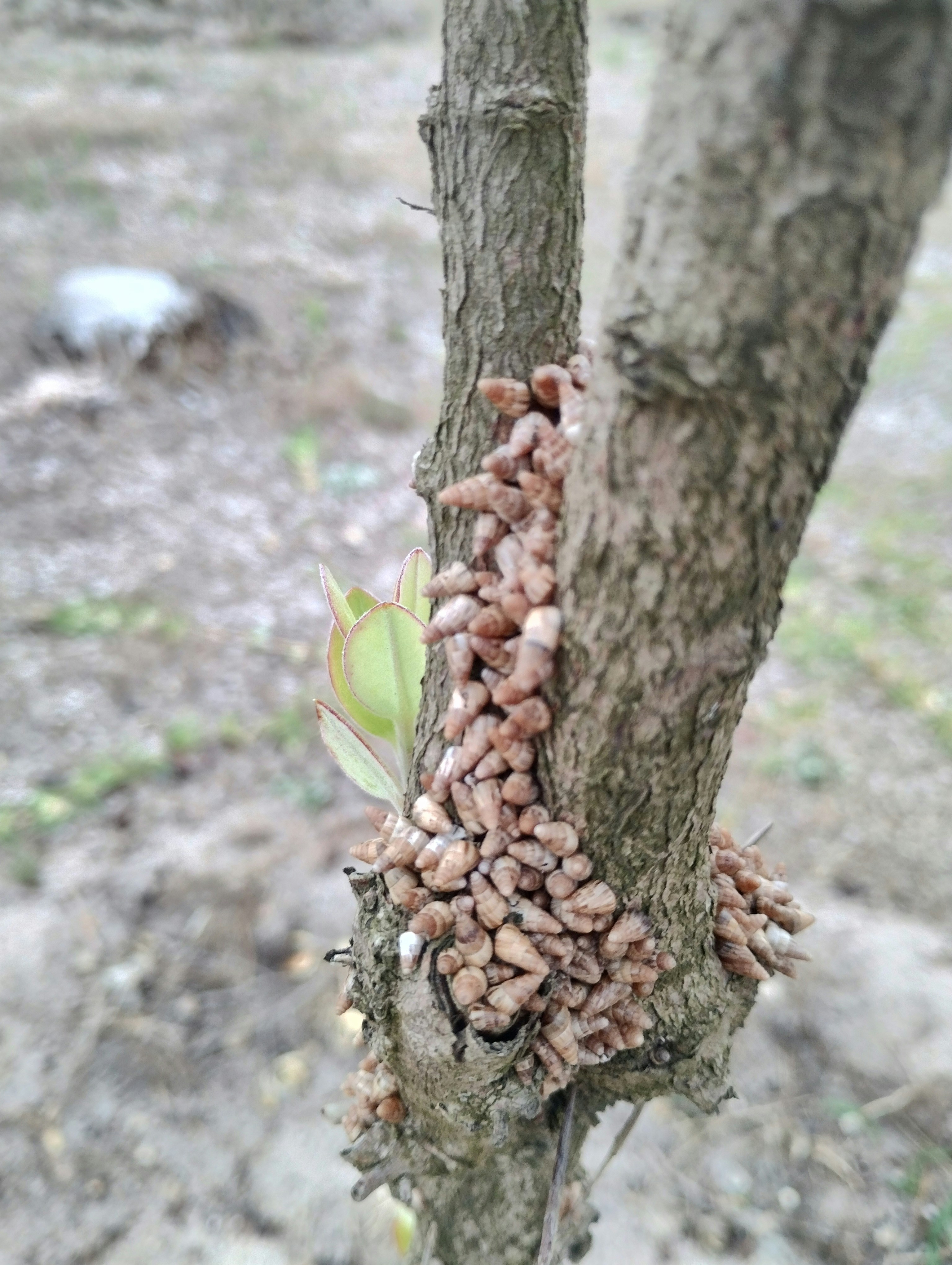 Close-up of a tree trunk showing a dense cluster of pinkish-brown growths emerging from a bark crack. A small fresh green sprout sits nearby.