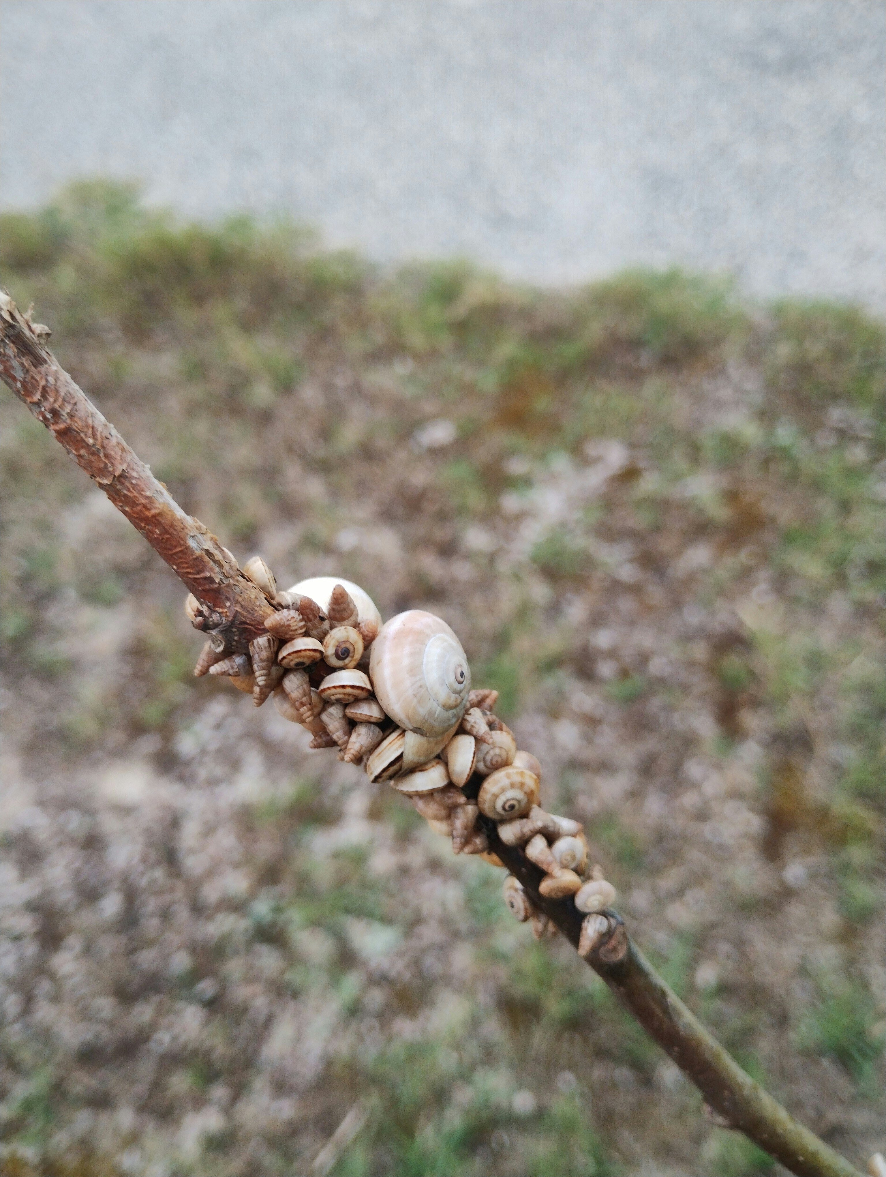Macro shot of a twig lined with tiny snail shells, forming natural beadwork along the branch with a softly blurred background.