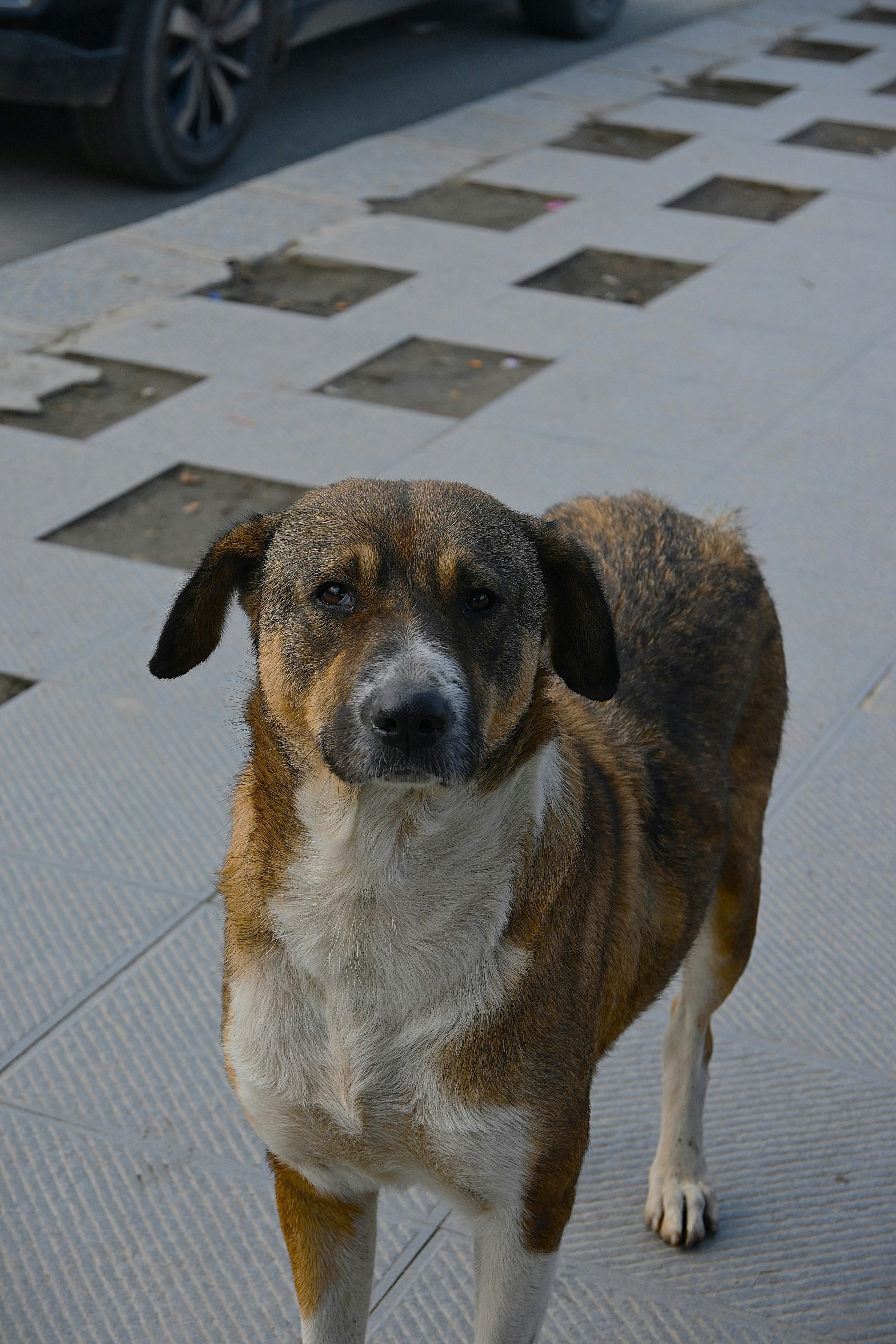 A Canine Companion Amidst Urban Life