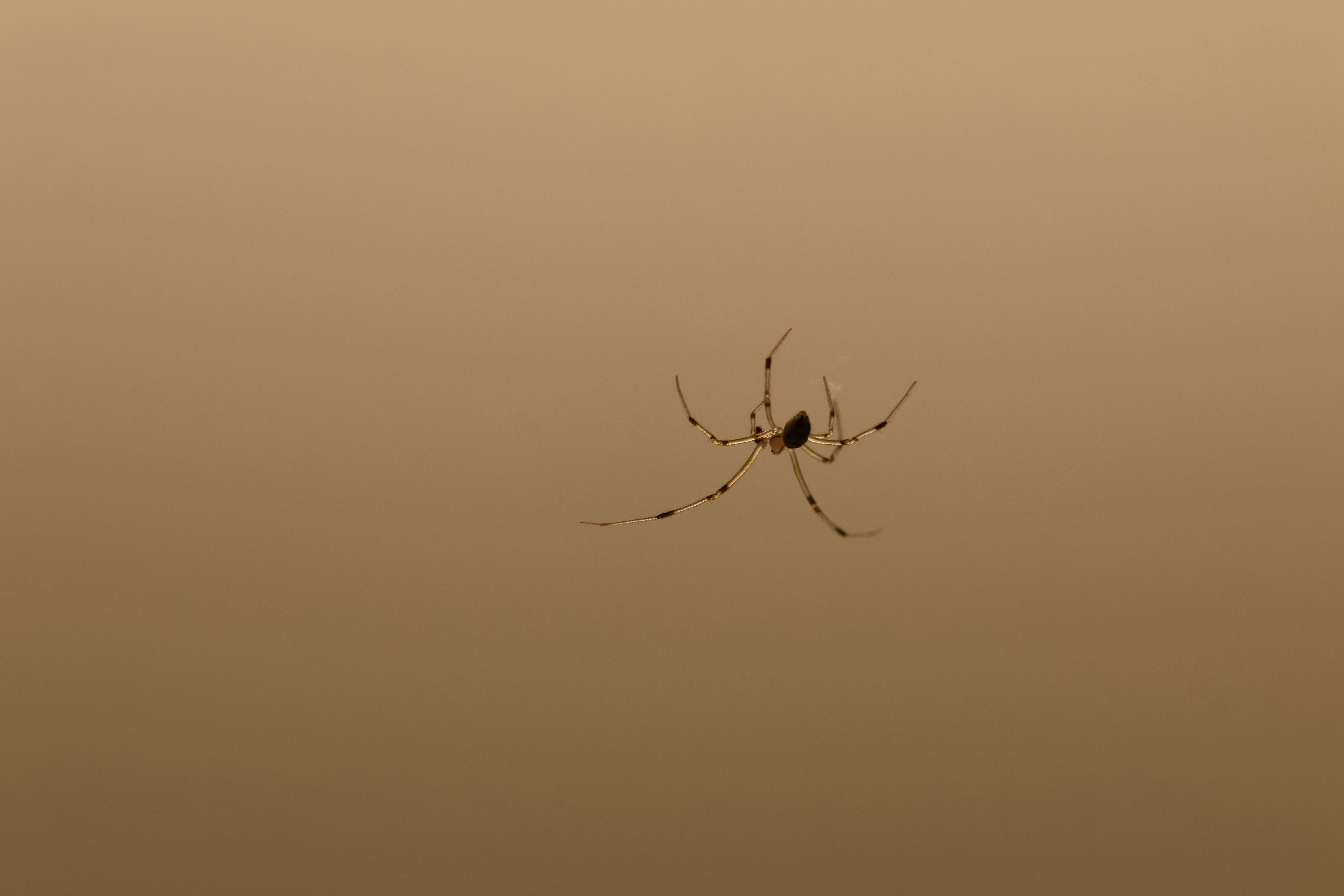 Amber Silence: A Tiny Spider in a Minimal Desert Gradient