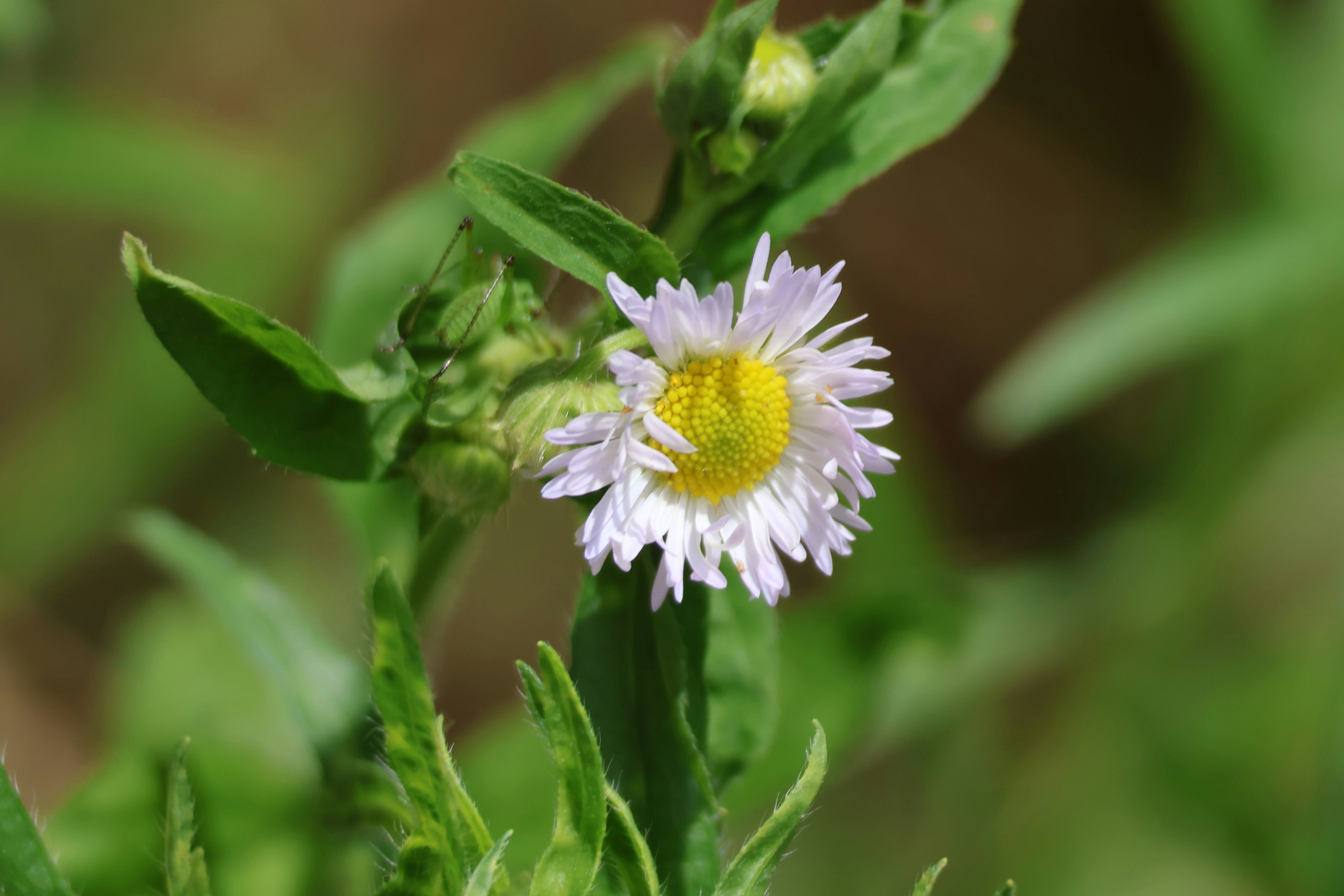 Isolated daisy with pale petals against a sunlit green backdrop