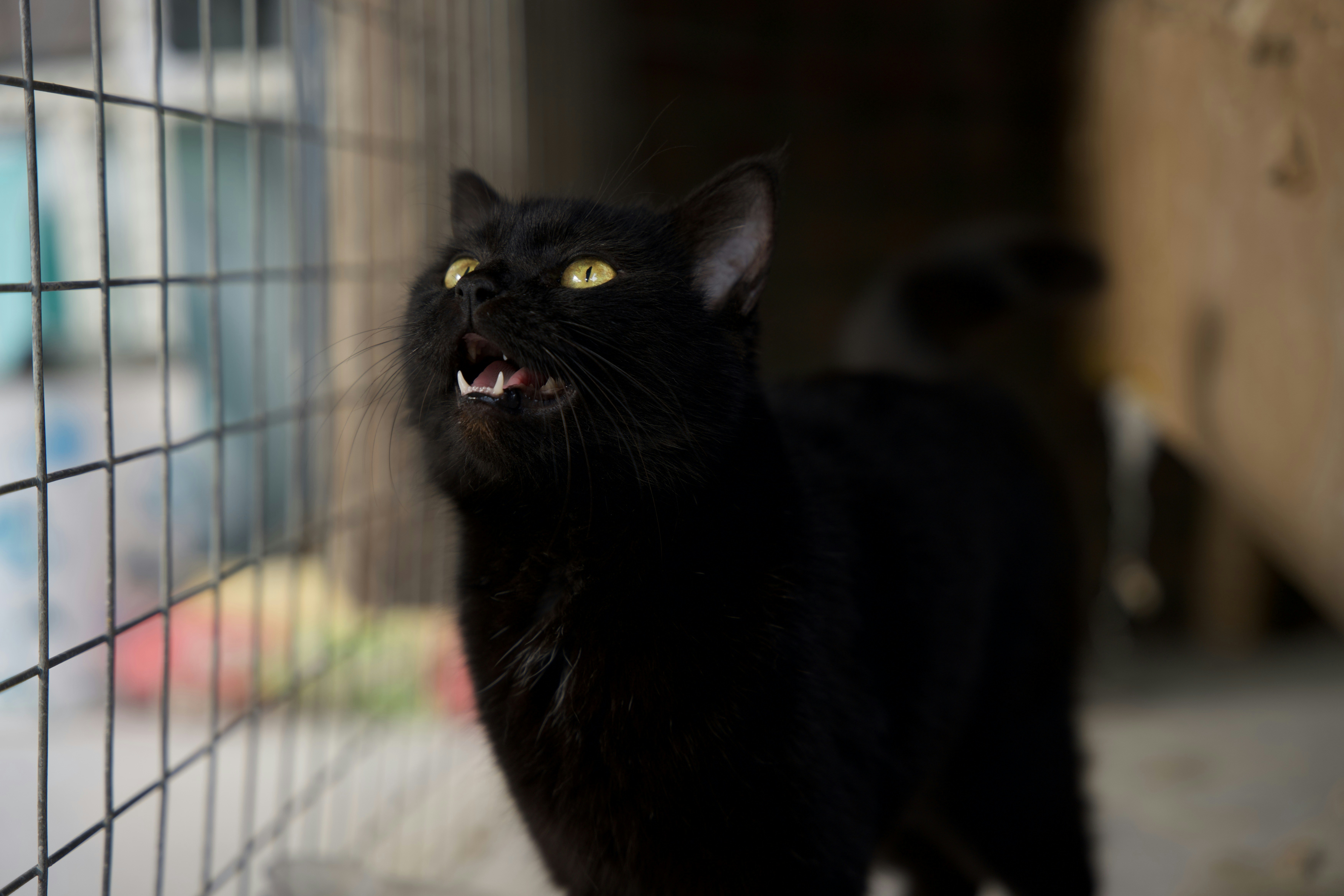 Cat in the Cage: A Black Feline's Glare Beyond the Wire