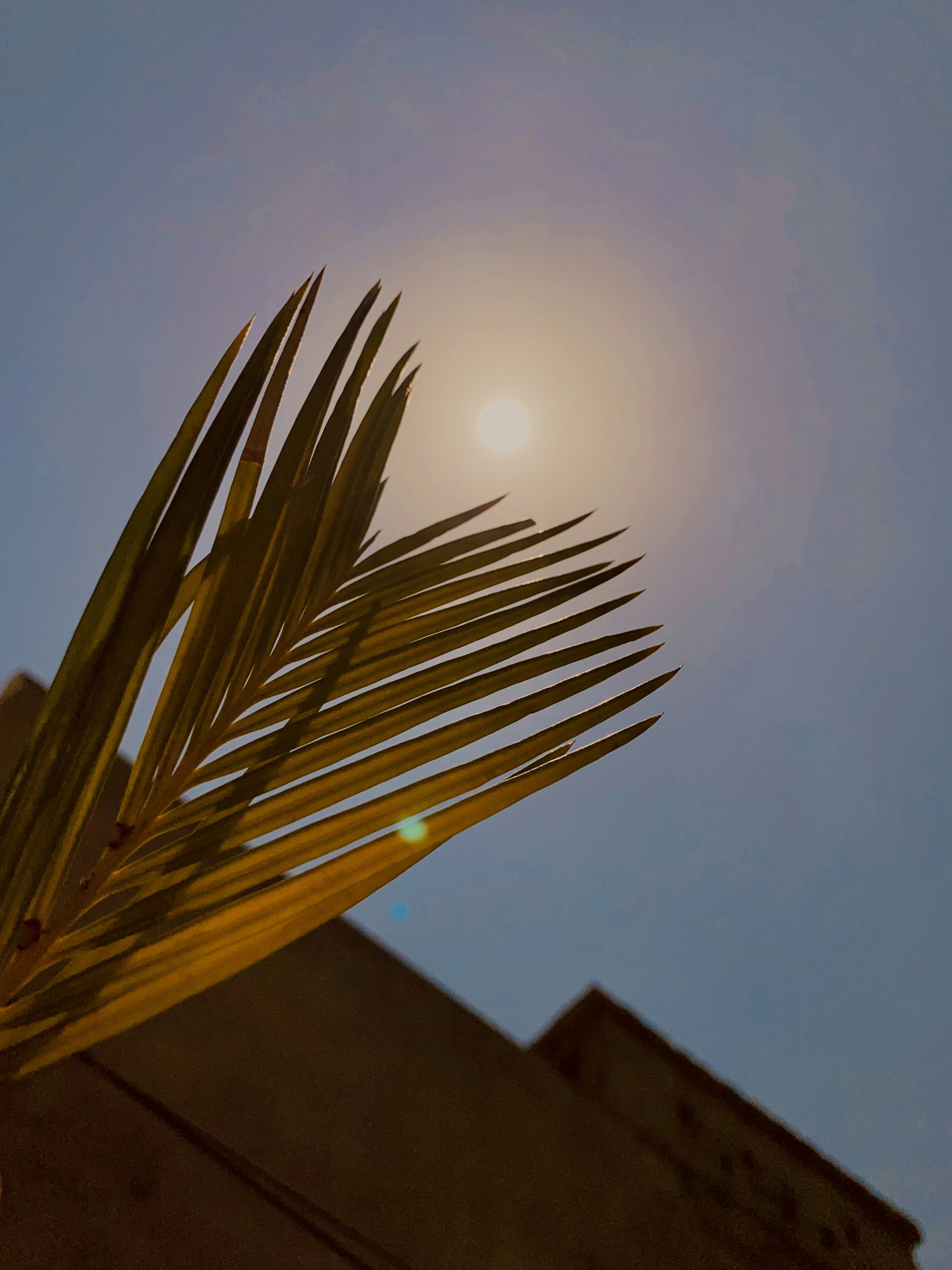 Palm Fronds in a Halo: Quiet Sunlight Over a Rooftop