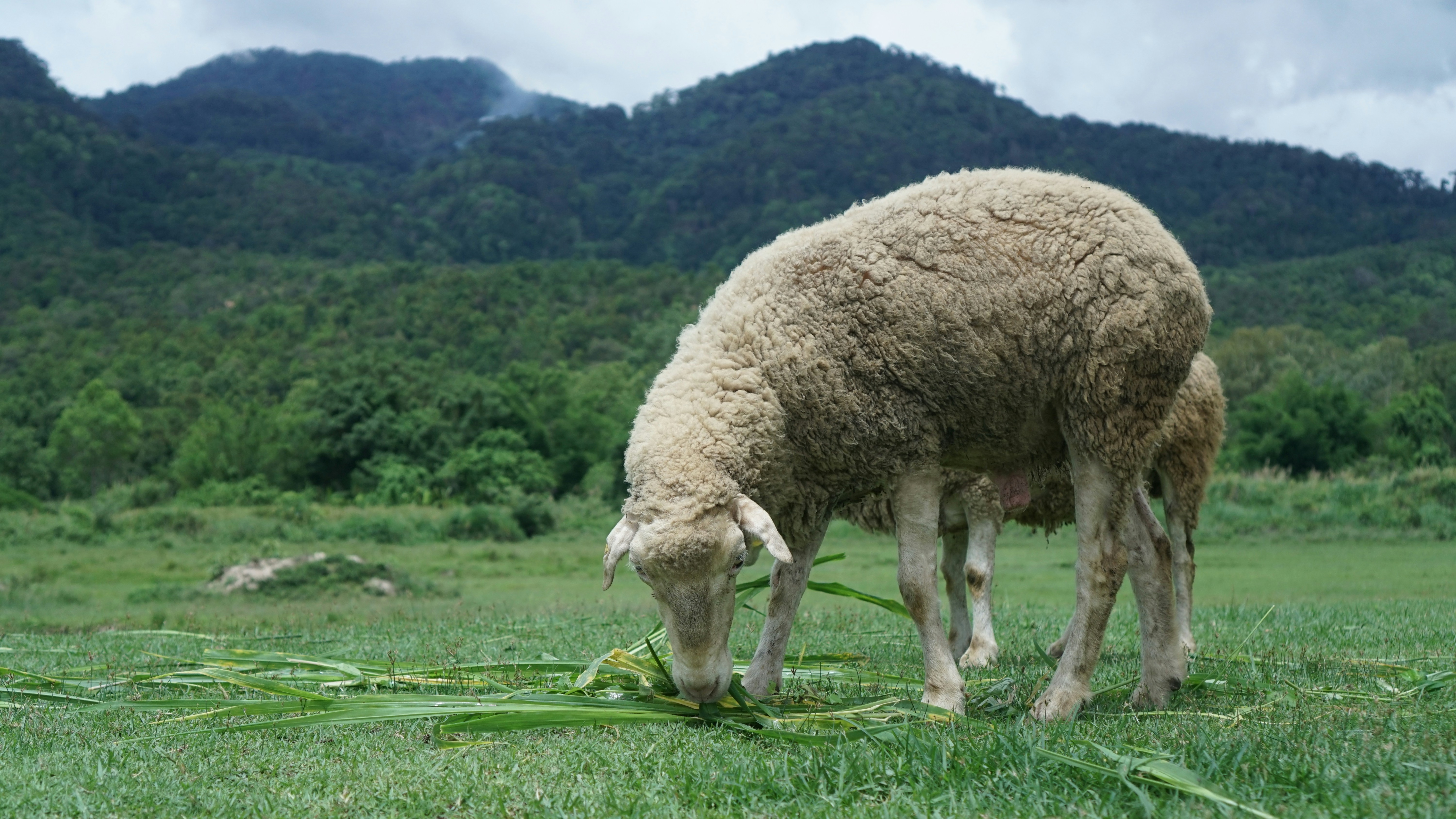 Sheep on the green lawn and mountains on background