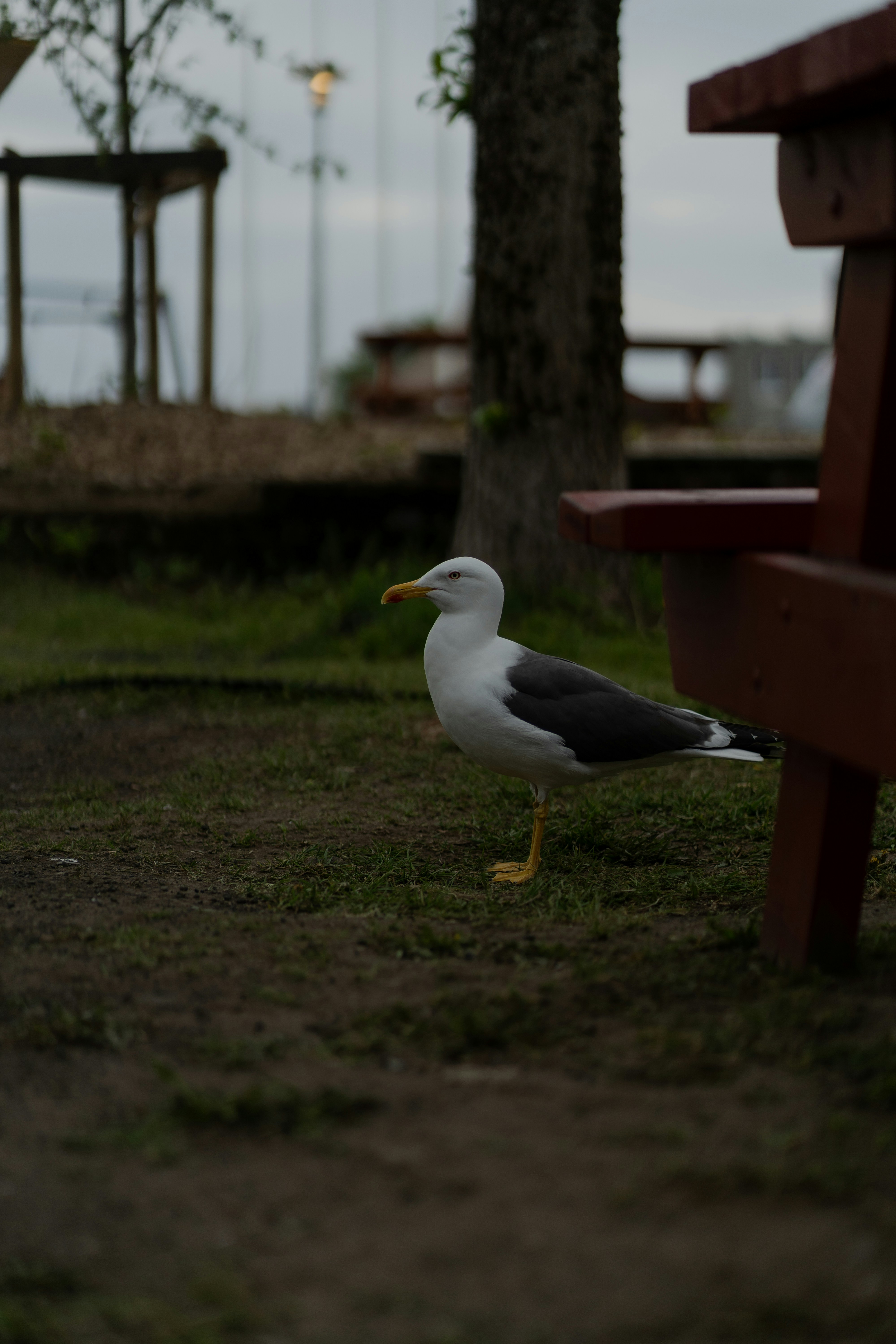 Dusk Gull by the Park Bench: A Quiet Moment