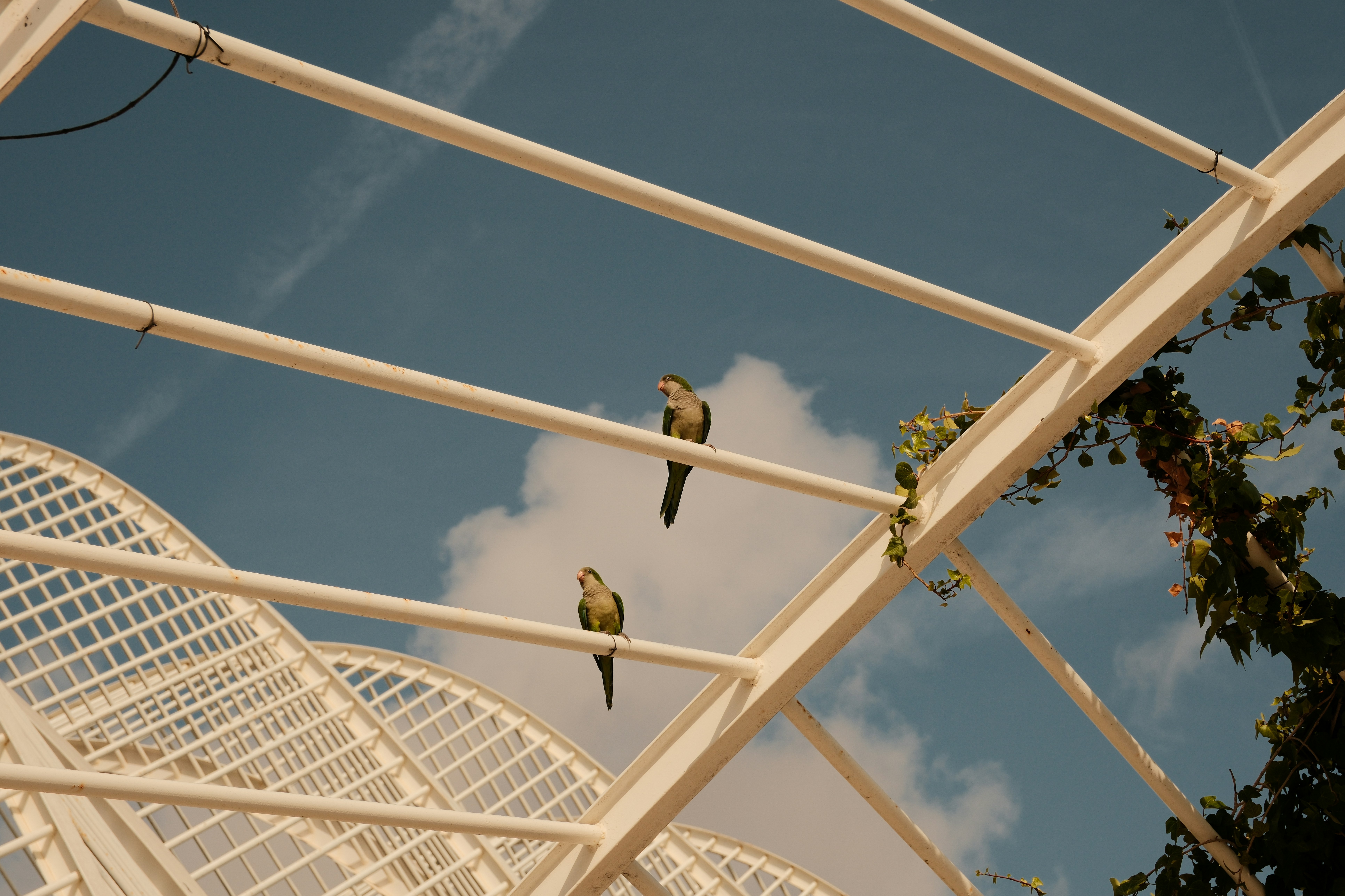 Perches in the Grid: Two Green Parakeets on a White Canopy Frame