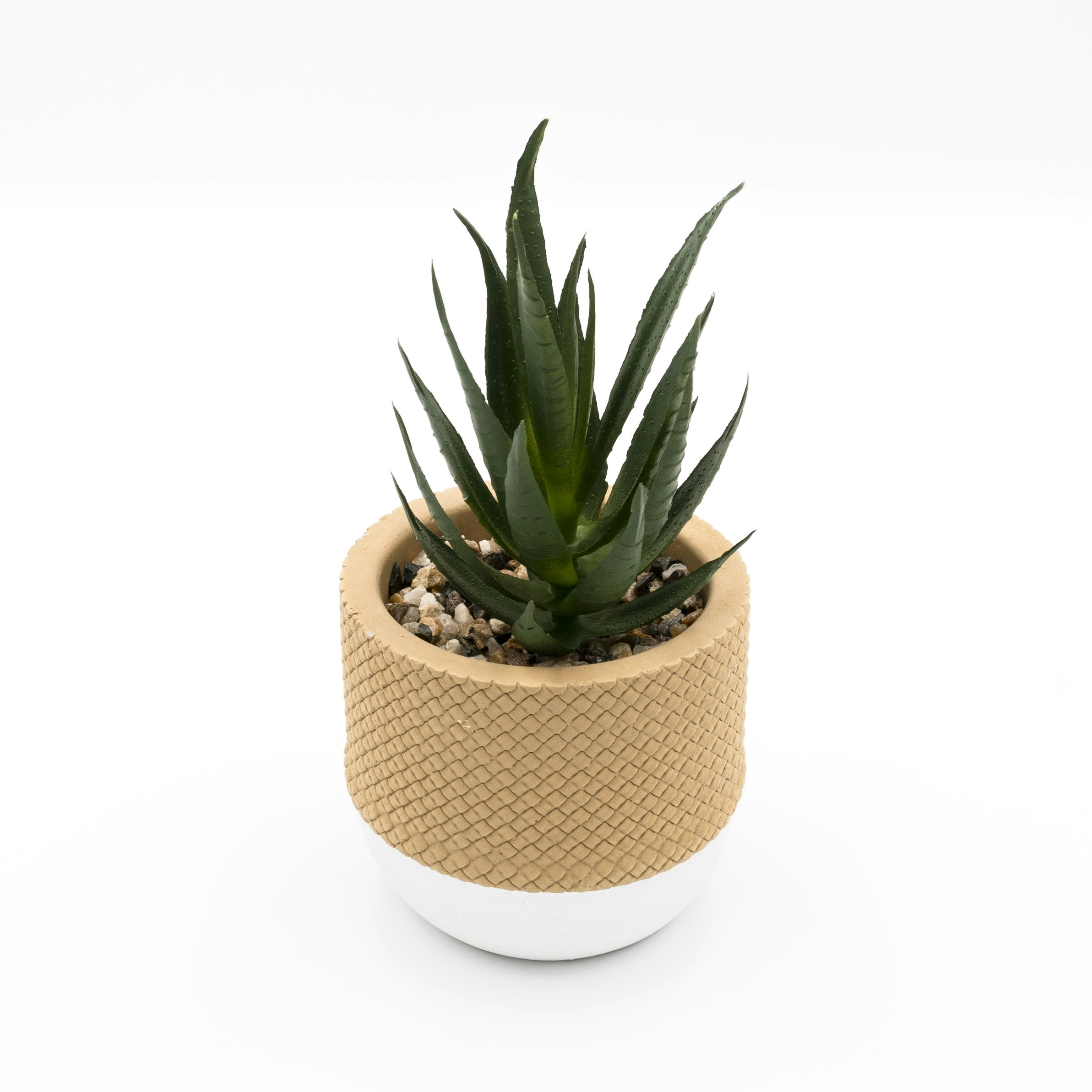 Tiny Greenner: A Succulent in a Textured Pot