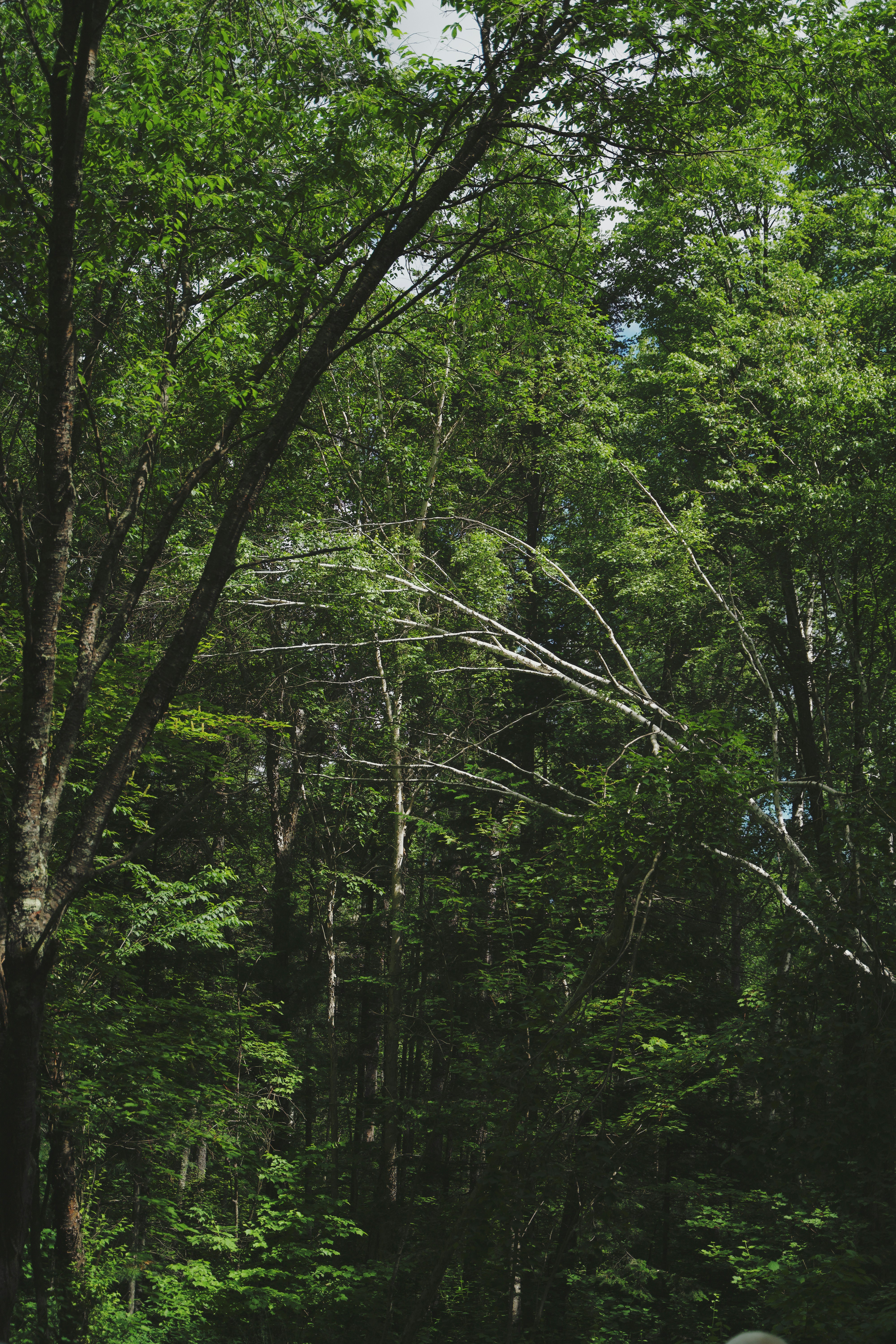 Birch tree leaning amidst dense green foliage in a Northeastern China forest.