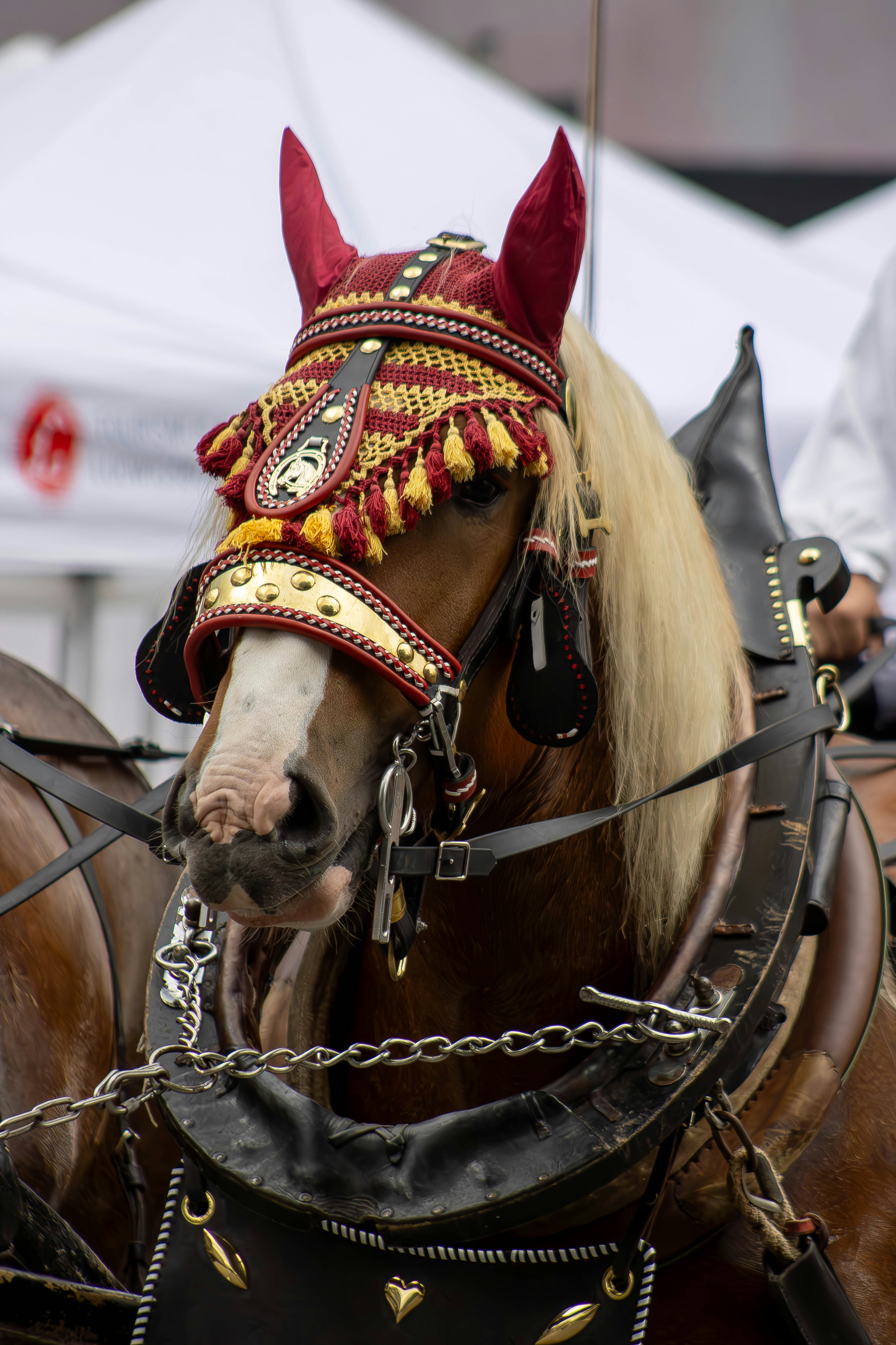 Red-Gold Regalia: Close-Up of a Parade Horse's Ornate Harness
