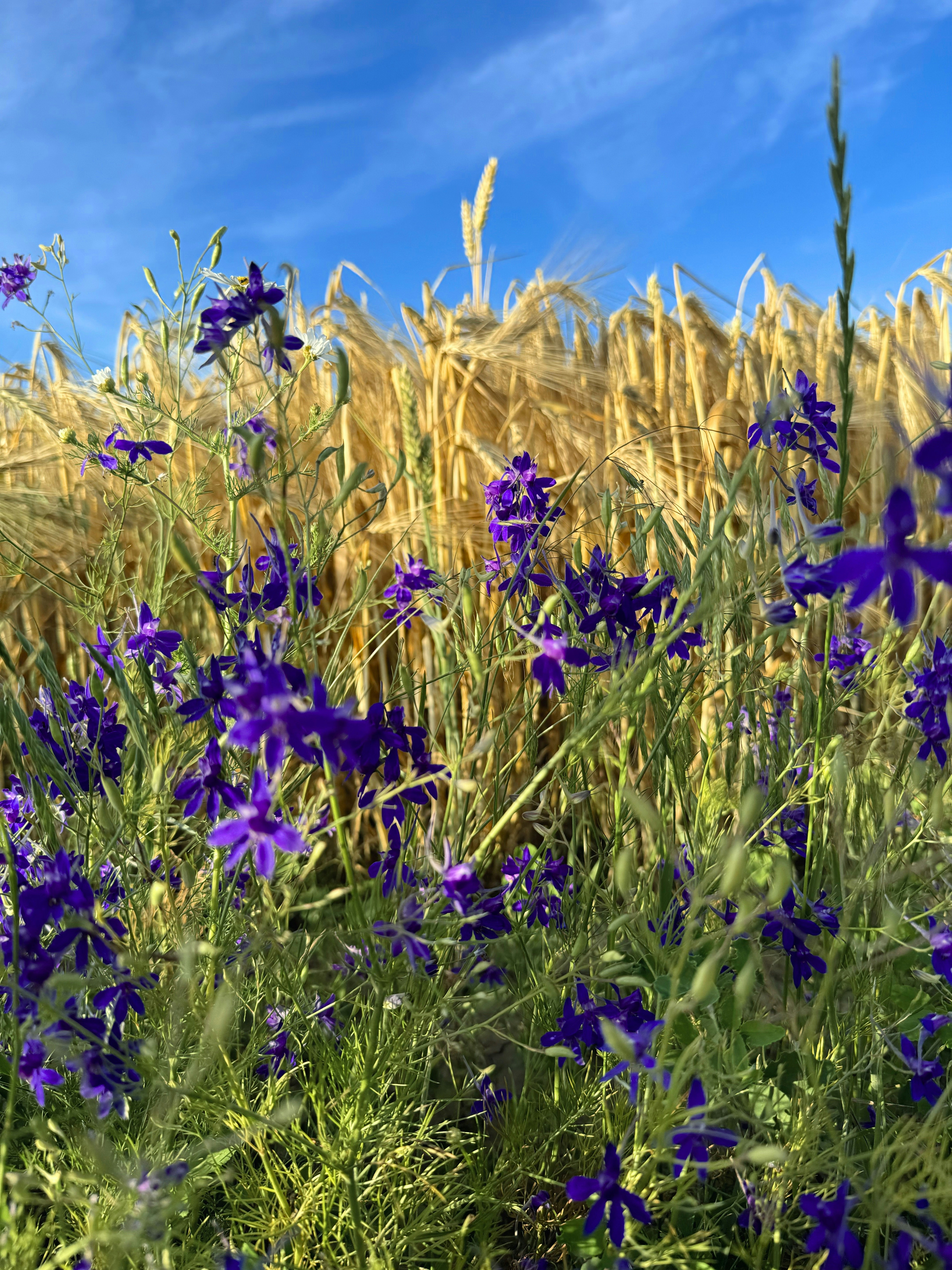 Violet Bloom Chorus Among Amber Stalks