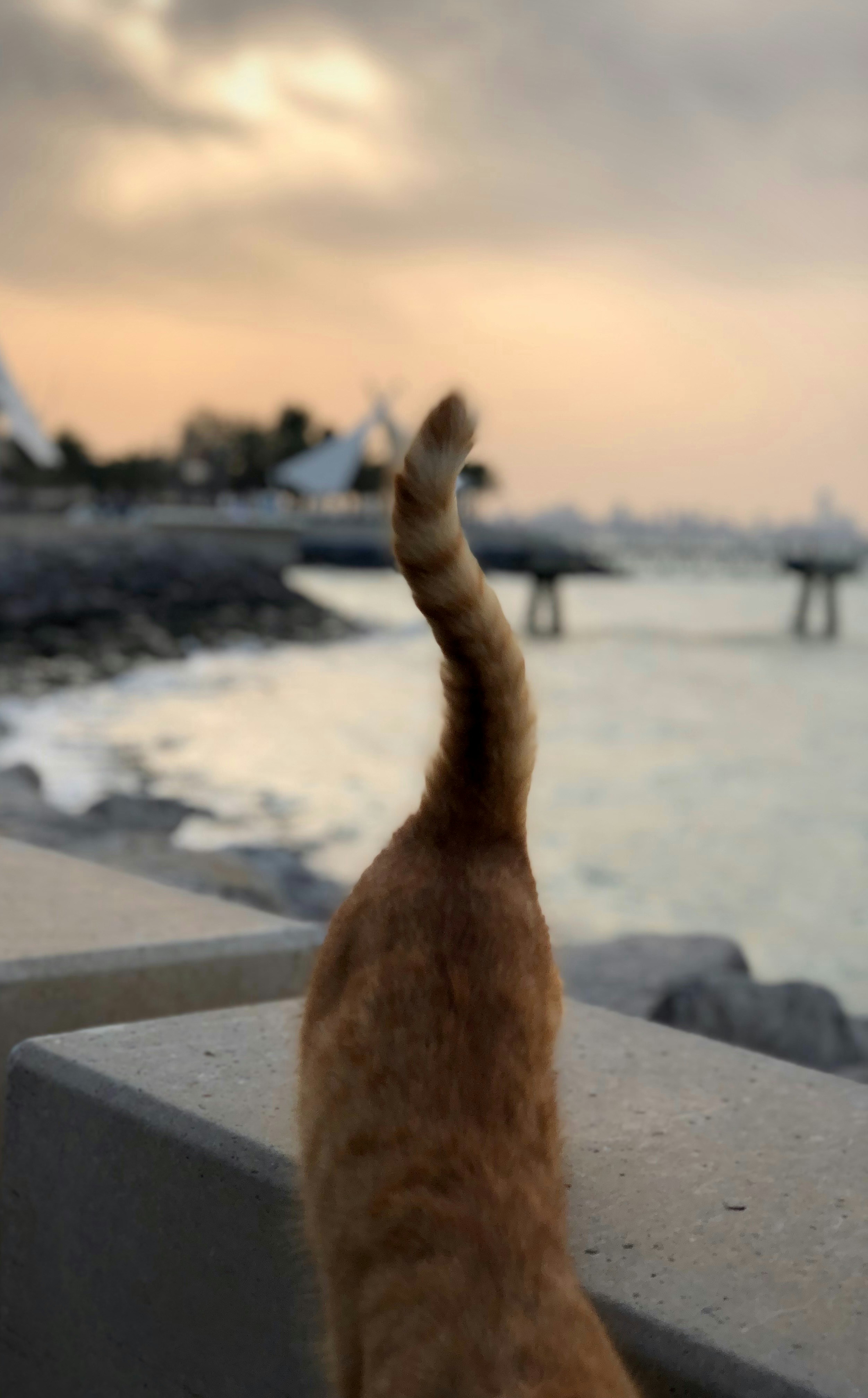 Cat's Tail at Dusk: A Harbor Moment