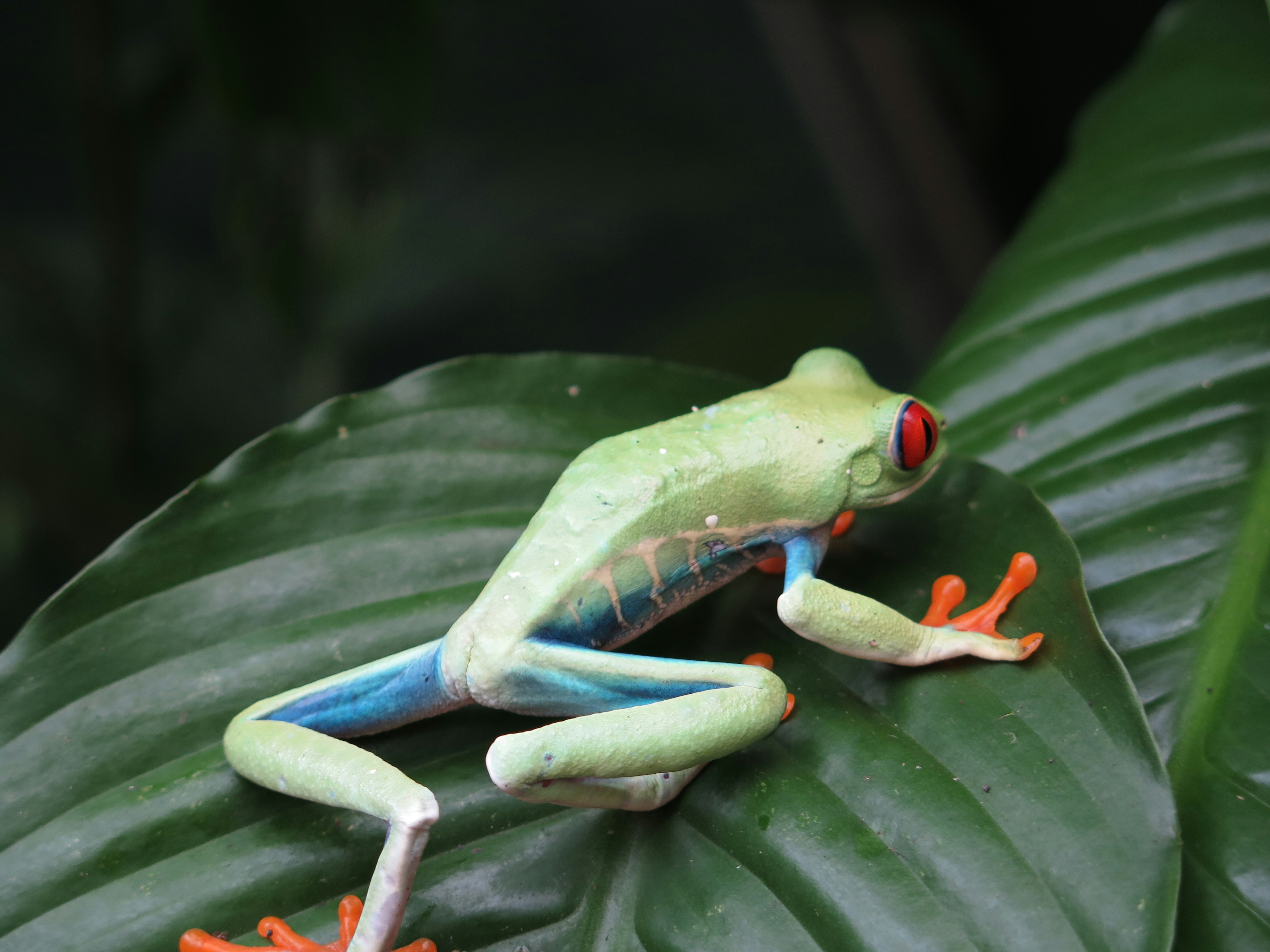 Red-eyed tree frog perched on a large green leaf in a rainforest setting.