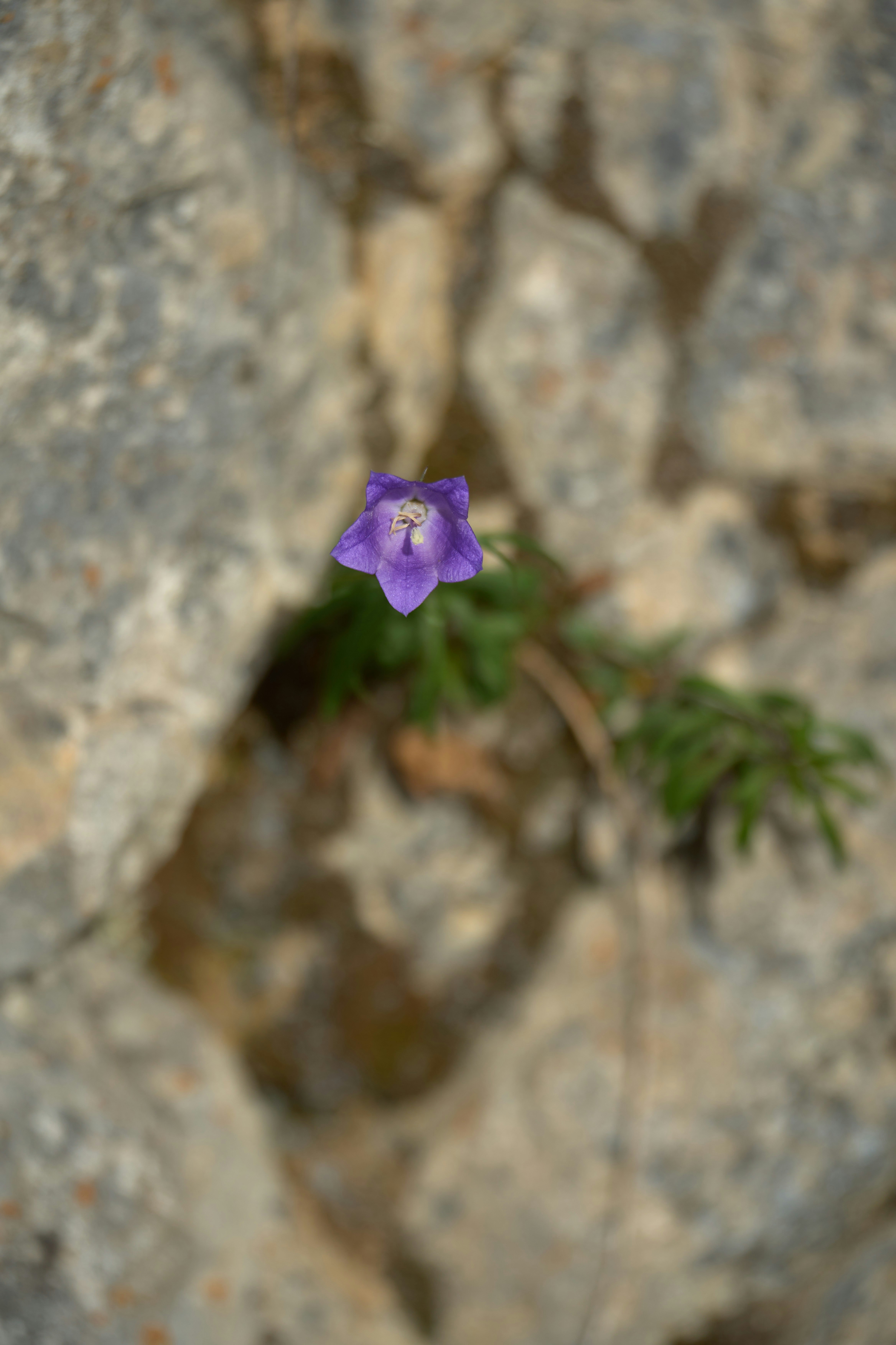 Photo by Wolfgang Hasselmann with Sony Alpha 7 IV