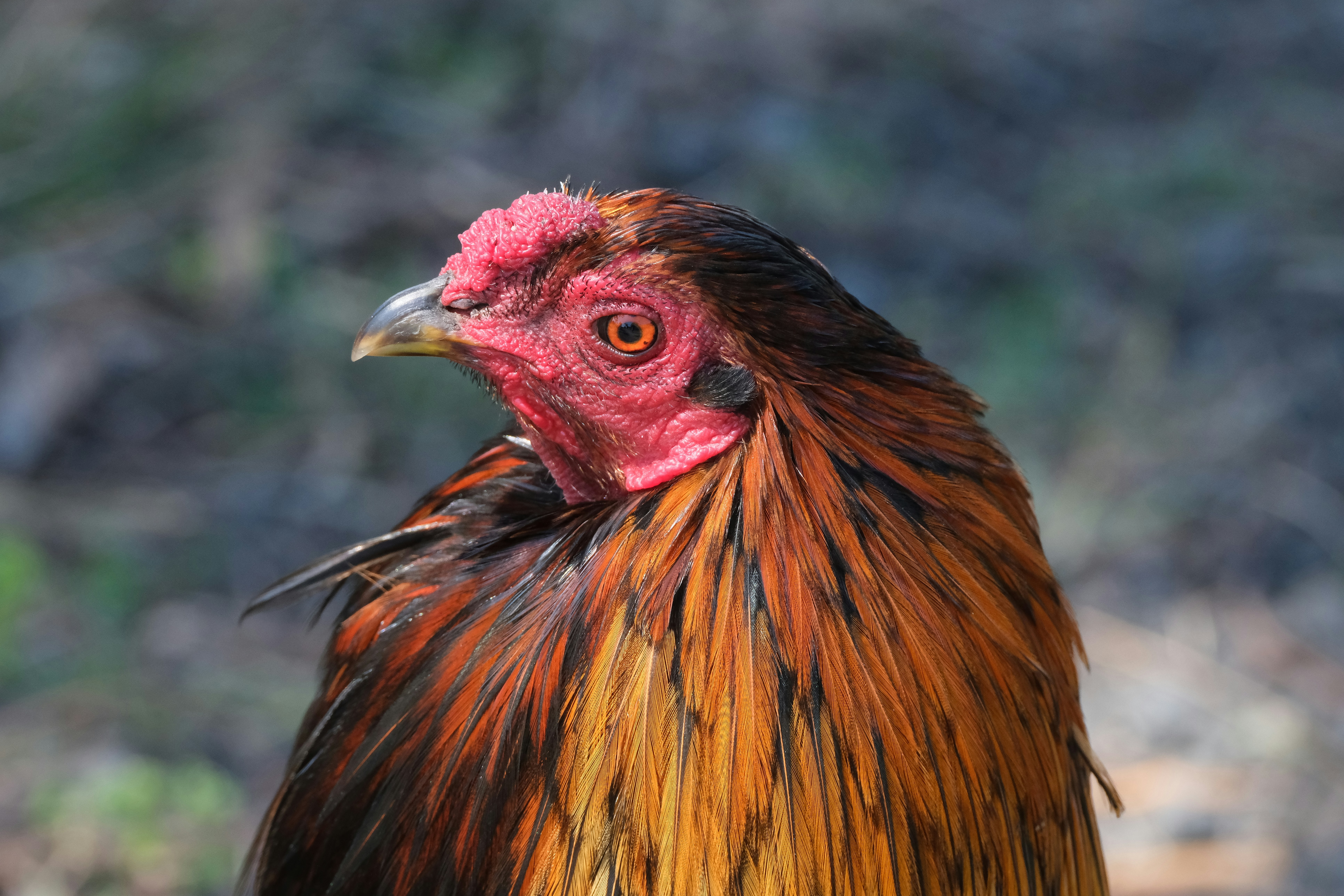 Roosters Pictures | Download Free Images on Unsplash