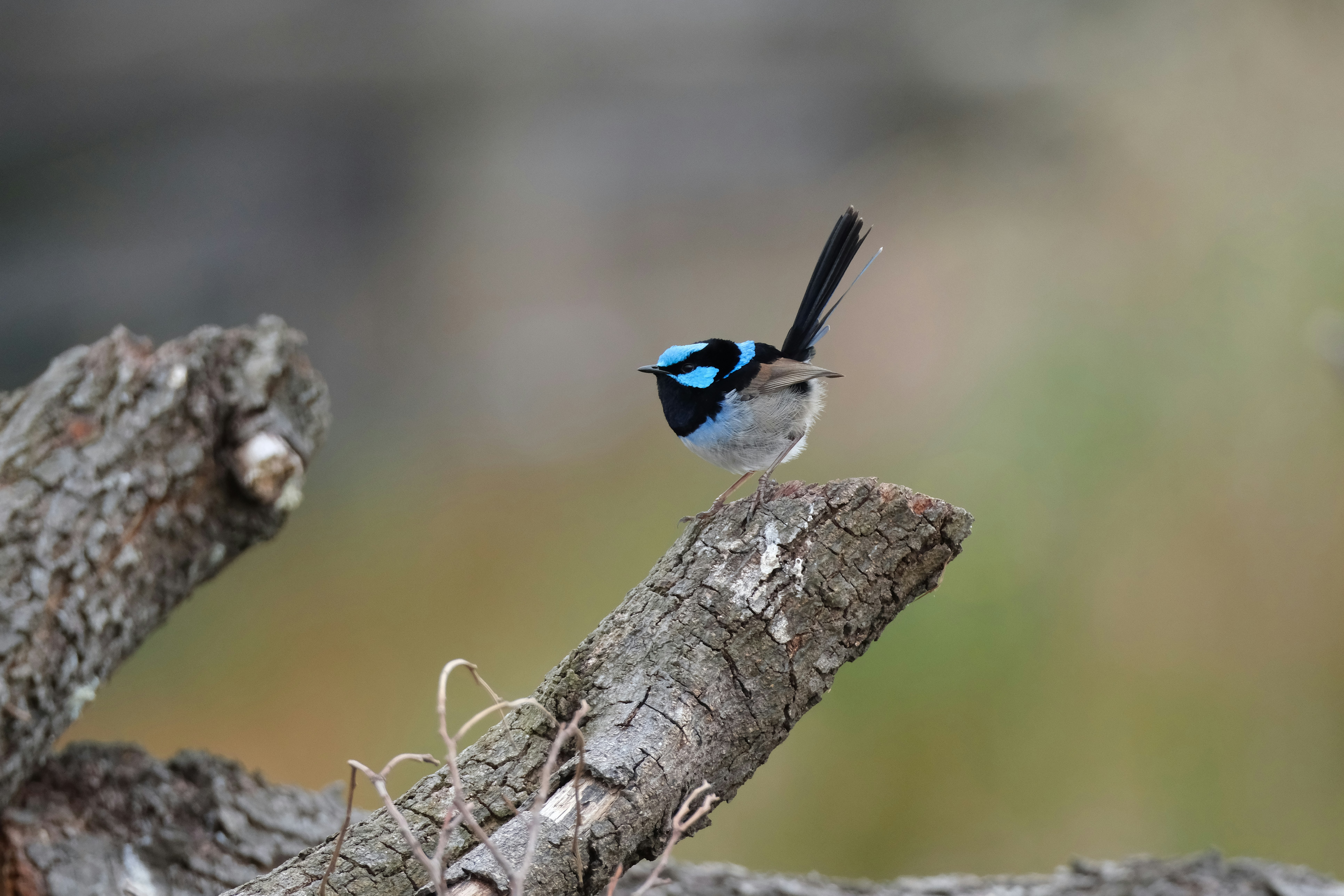 Azure Thief on a Weathered Limb