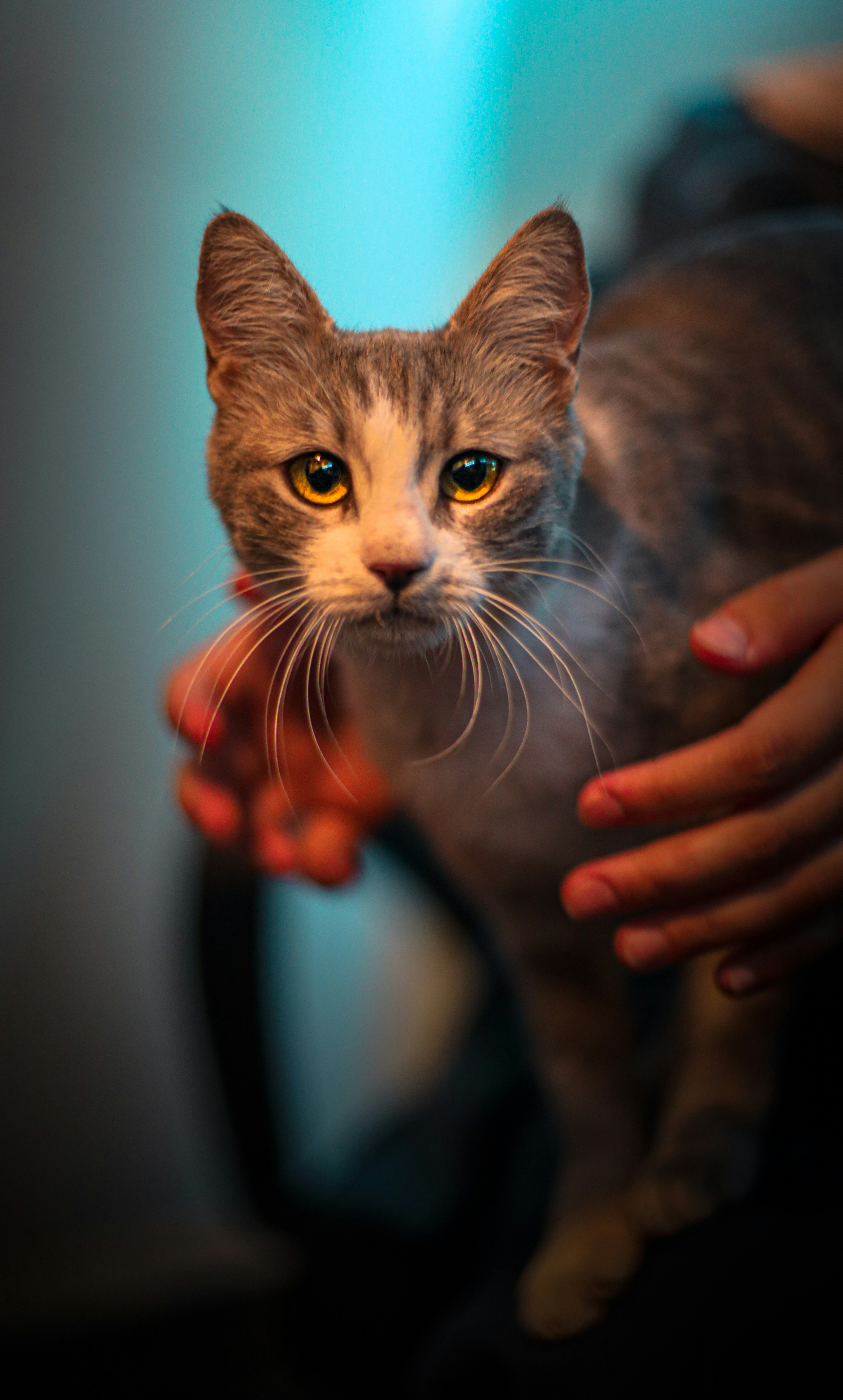 Amber-Eyed Moment: A Cat’s Quiet Gaze in Neon-Soft Light