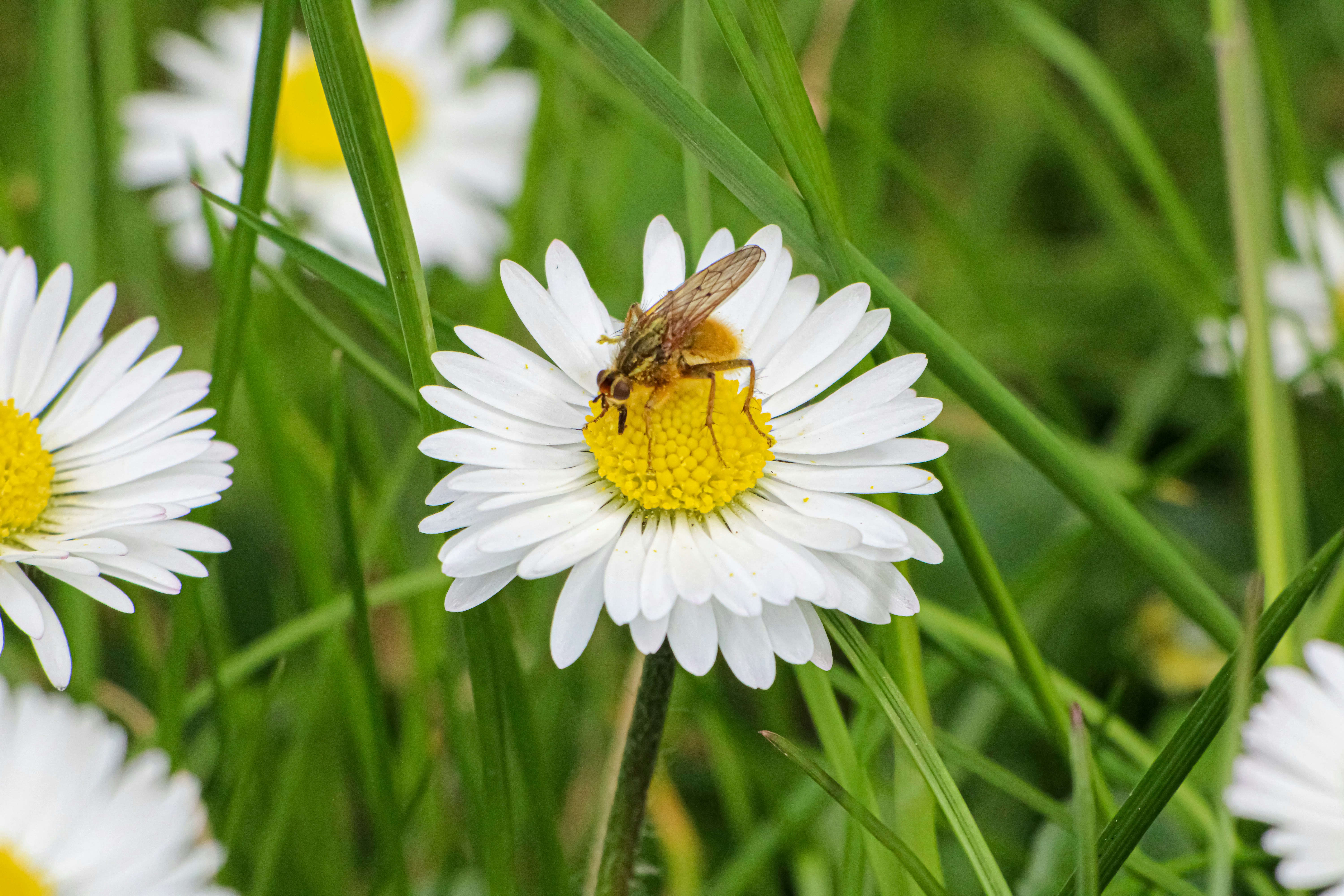 Bee at the Center: Macro Moment on a White Daisy in a Green Meadow
