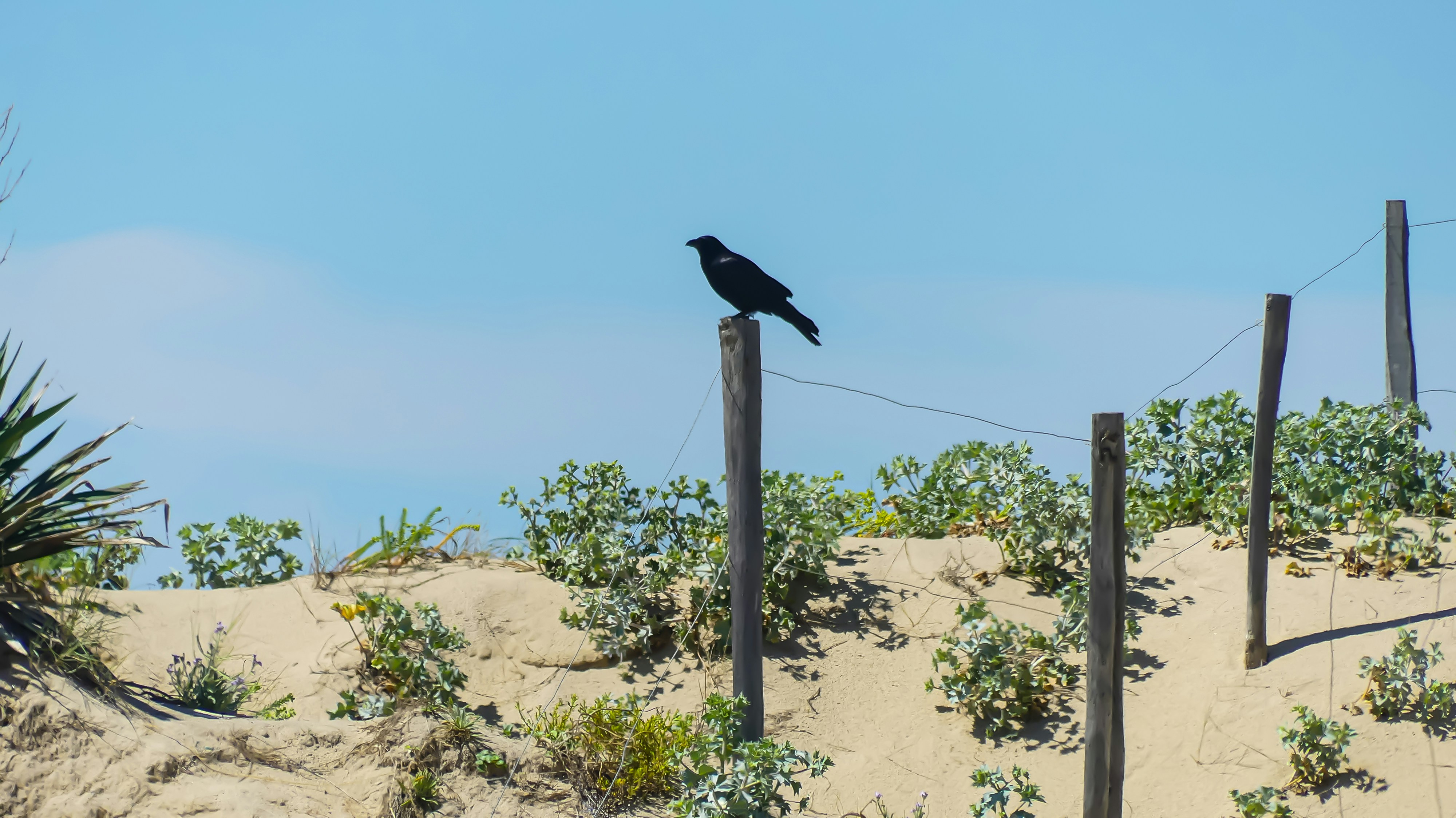 Crow on a Weathered Post Over Coastal Dunes