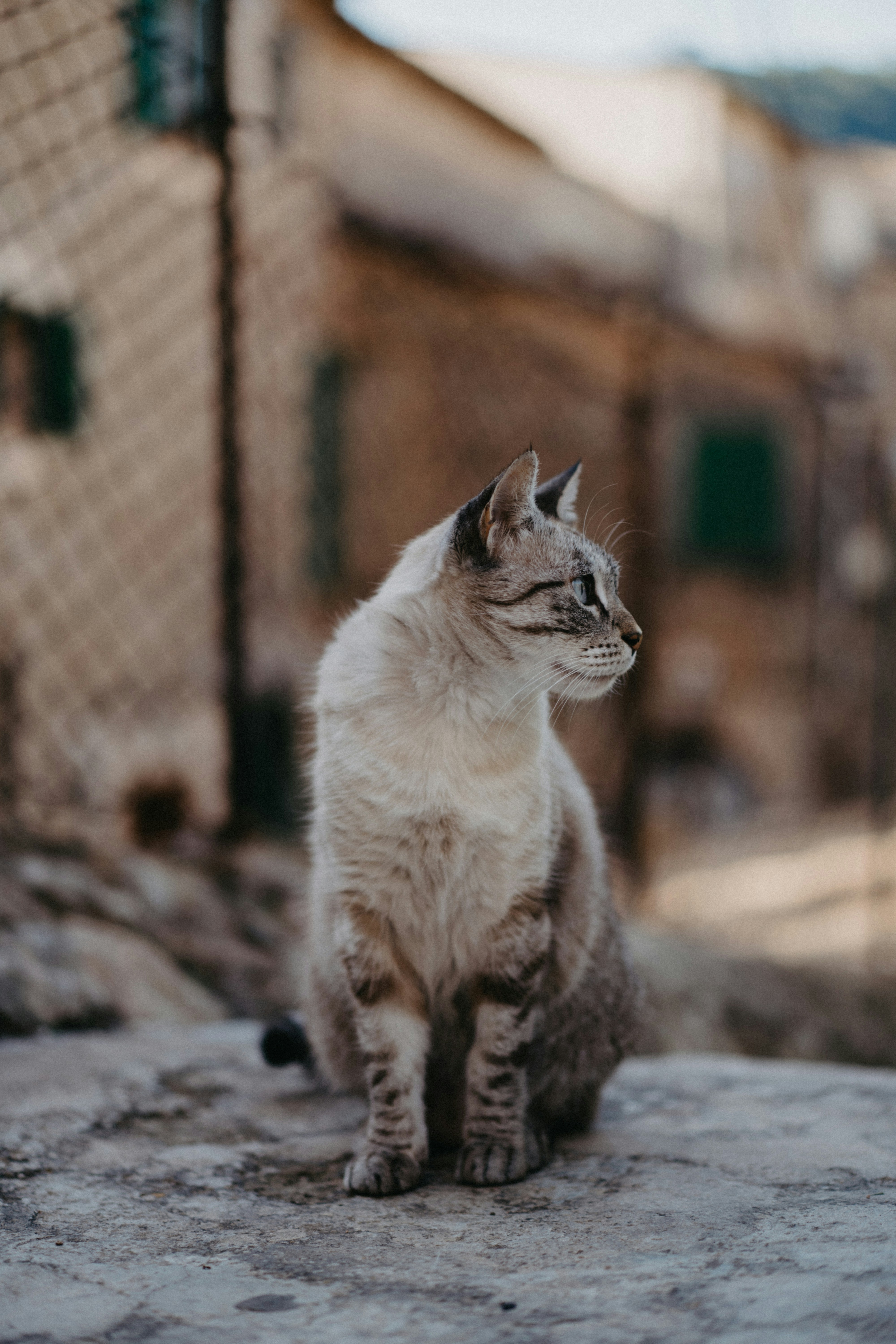 Alley Cat Portrait: A Quiet Gaze Beyond Chain-Link