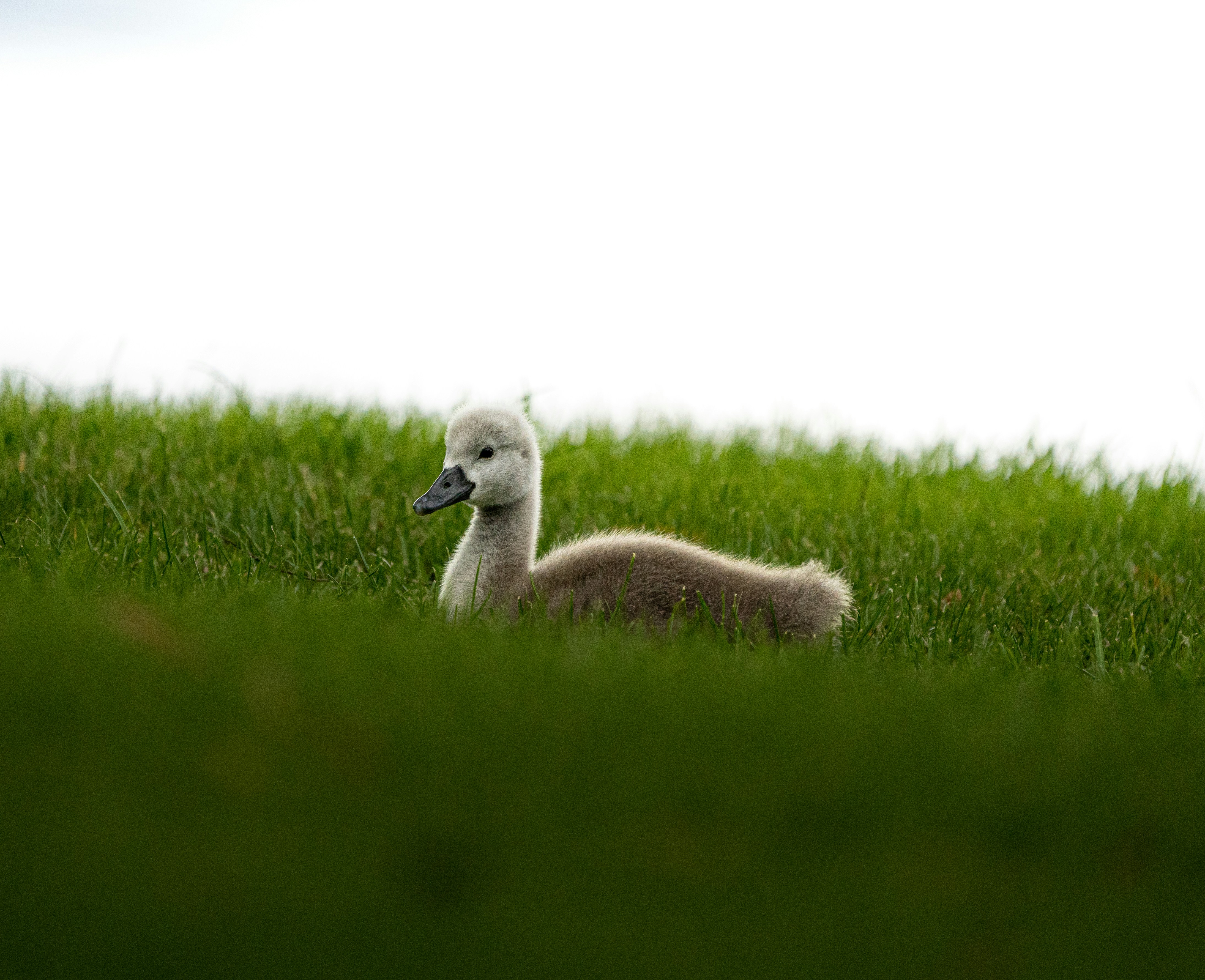 Gosling Pauses in a Quiet Grass Sea