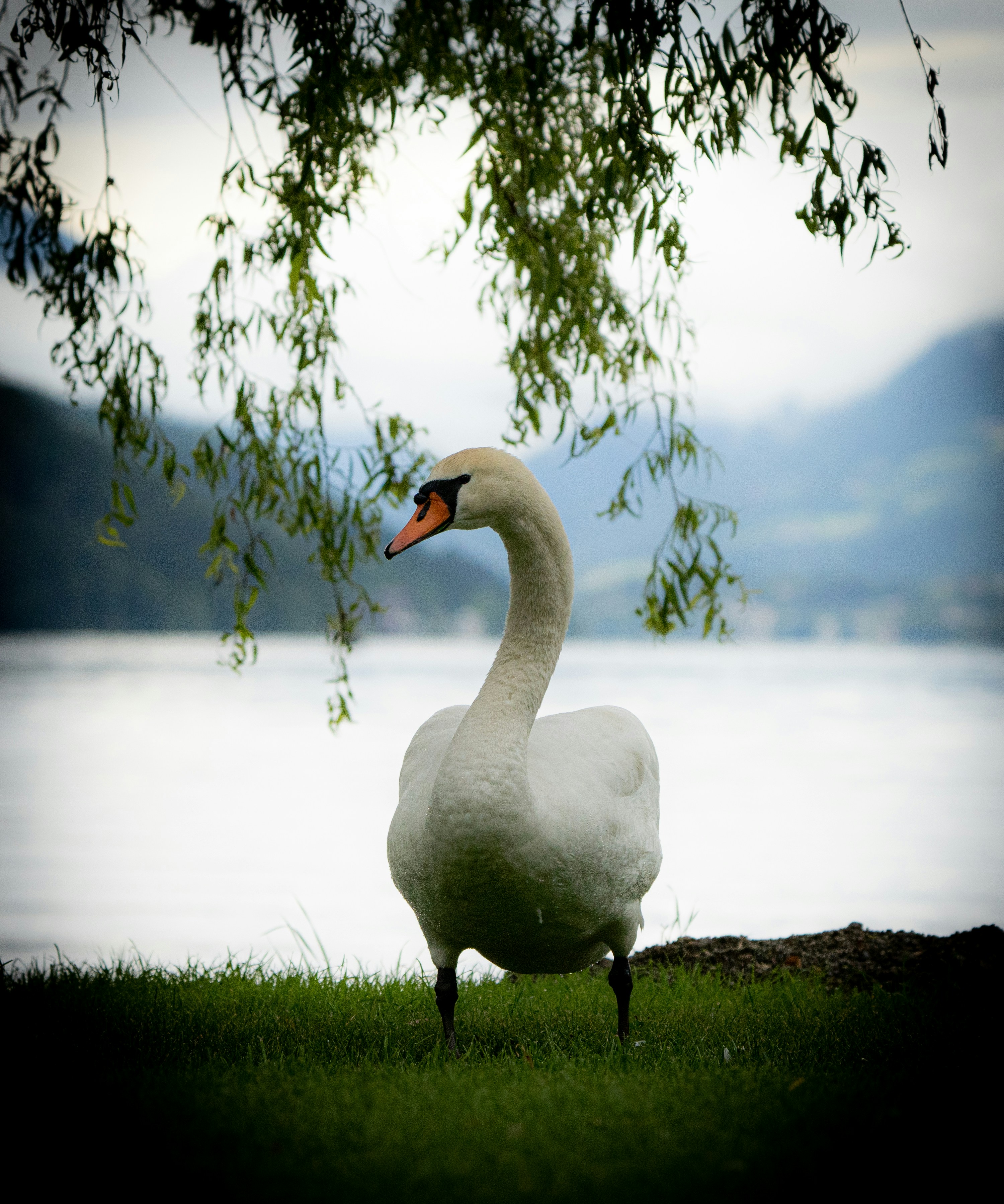 Willow Fronds and a Distinguished Swan: A Lakeside Portrait