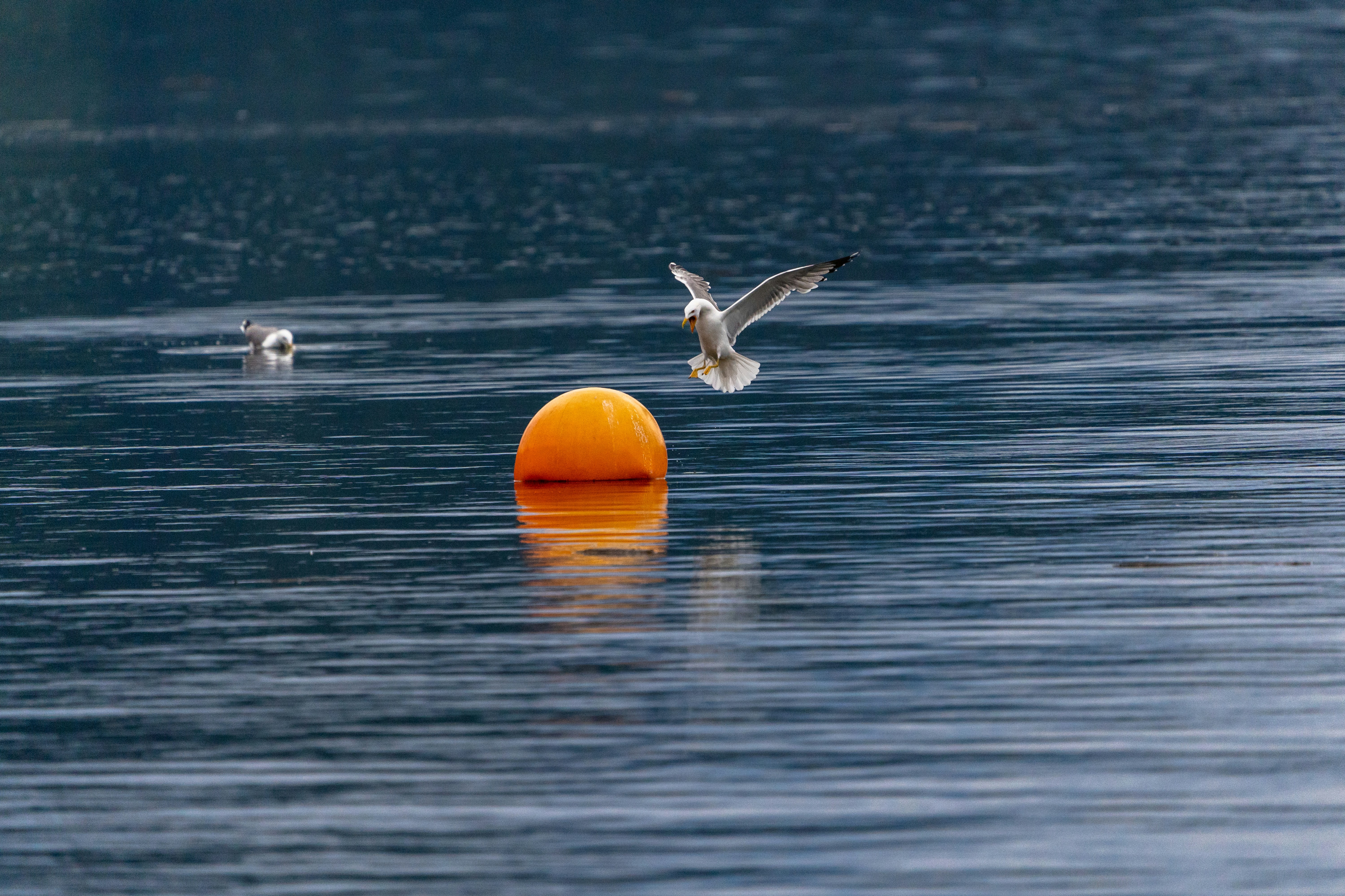 Floating Sentinel: Orange Buoy and a Seabird in Quiet Waters
