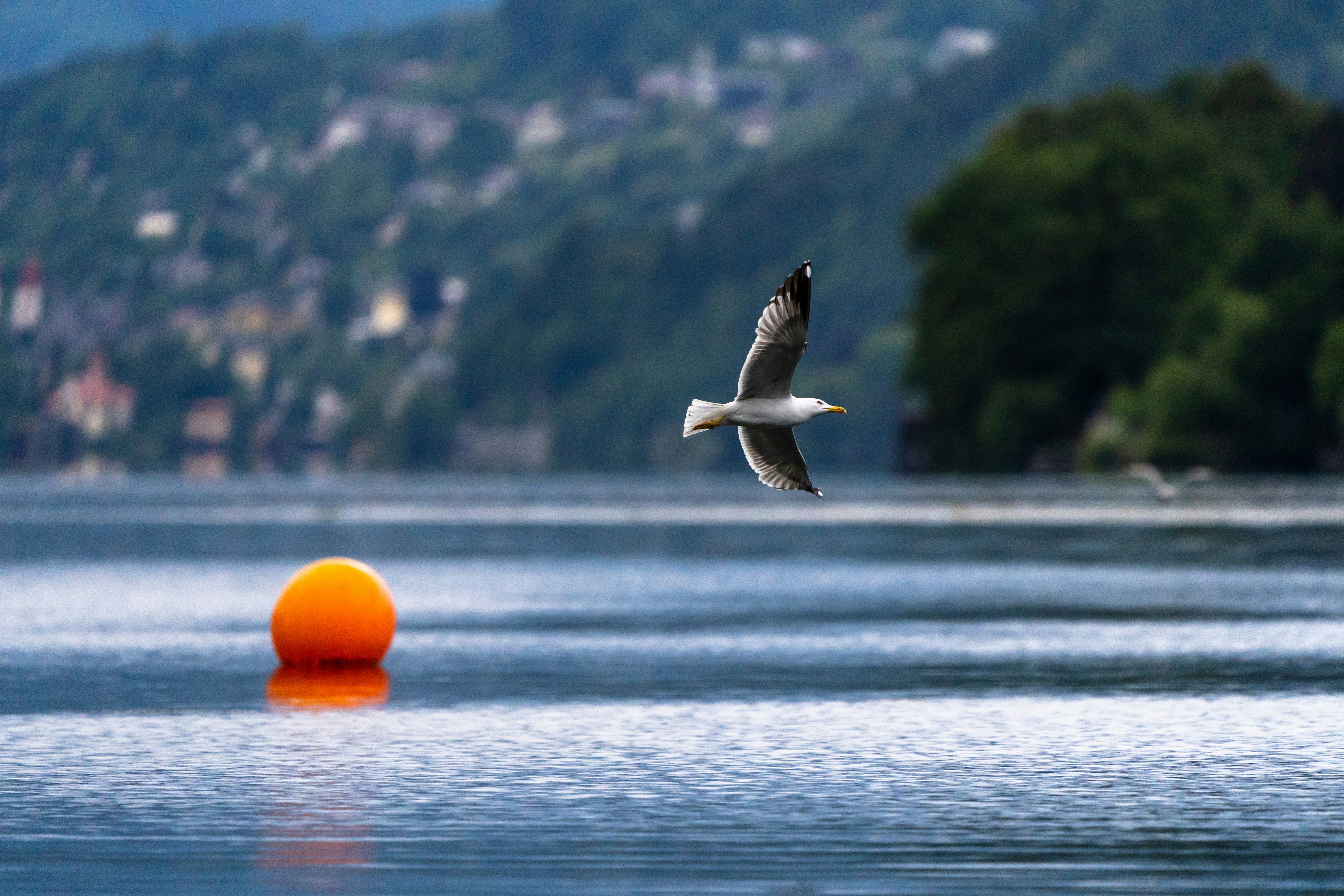 Winged Moment Over a Calm Harbor