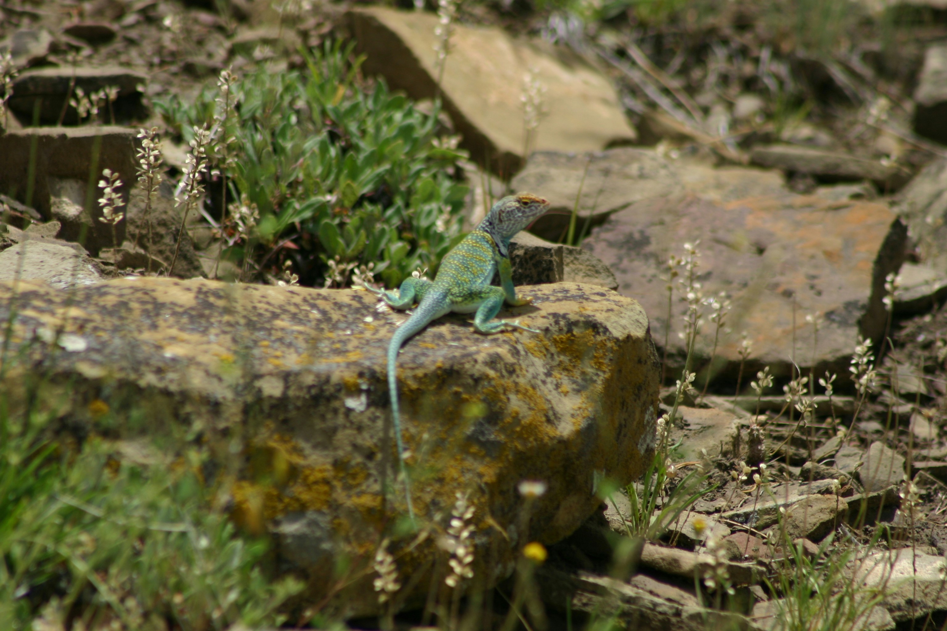 Emerald Anole on a Sunlit Limestone Perch