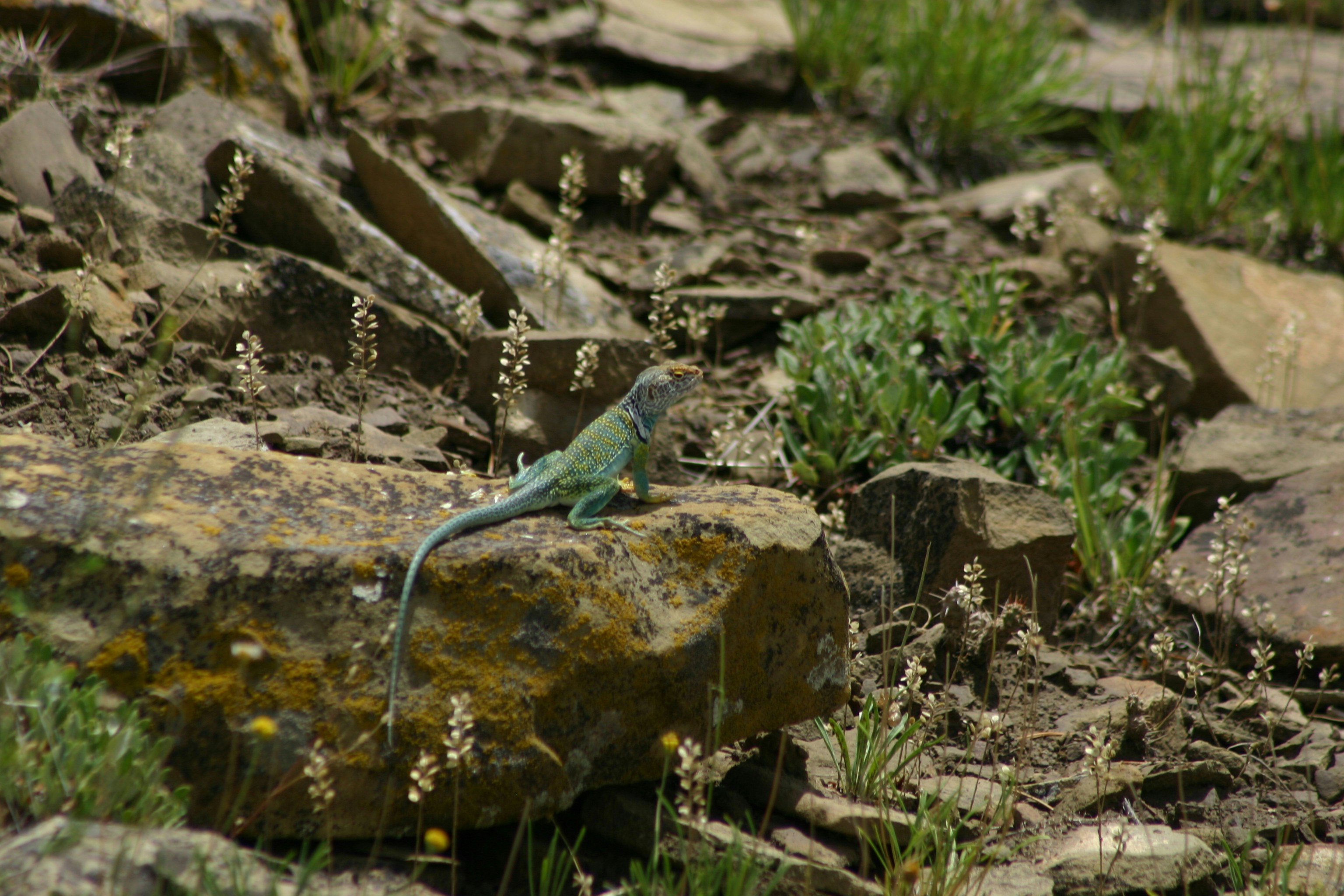 Collard Lizard at Chimney Rock National Monument in Southwest Colorado