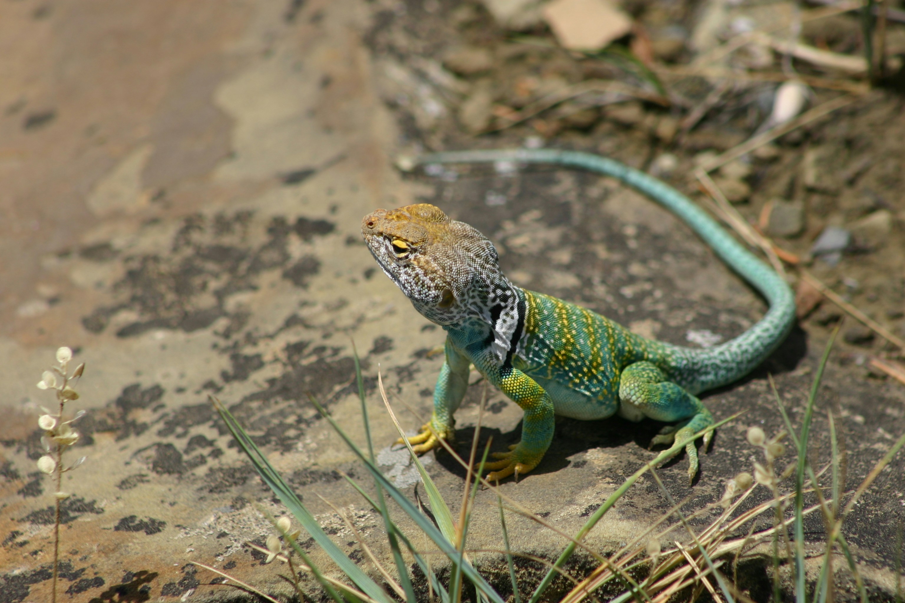 Emerald Ground Gecko Pauses on a Weathered Concrete Step