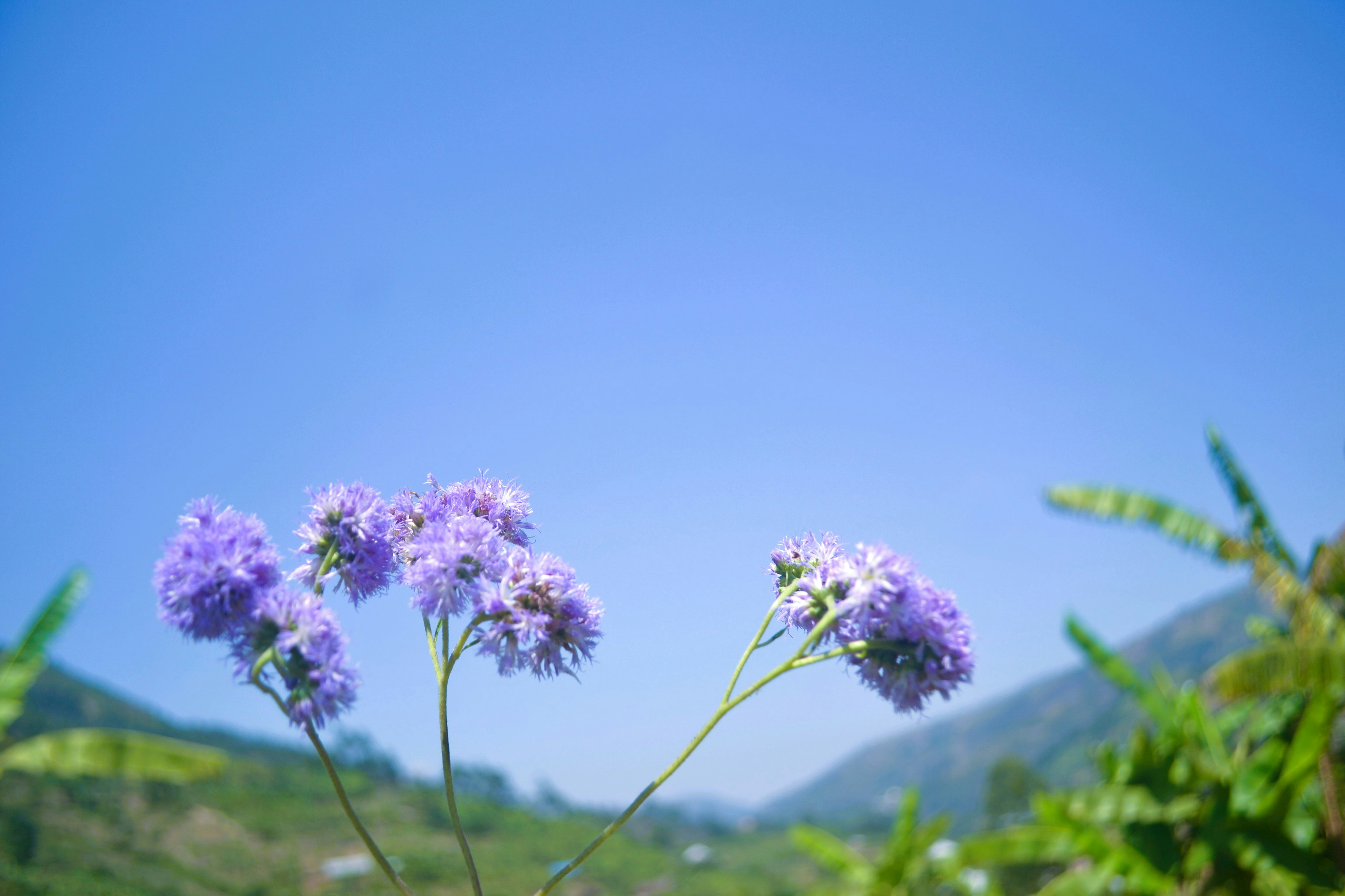 Purple Blooms in Sharp Focus Against a Wide, Clear Sky