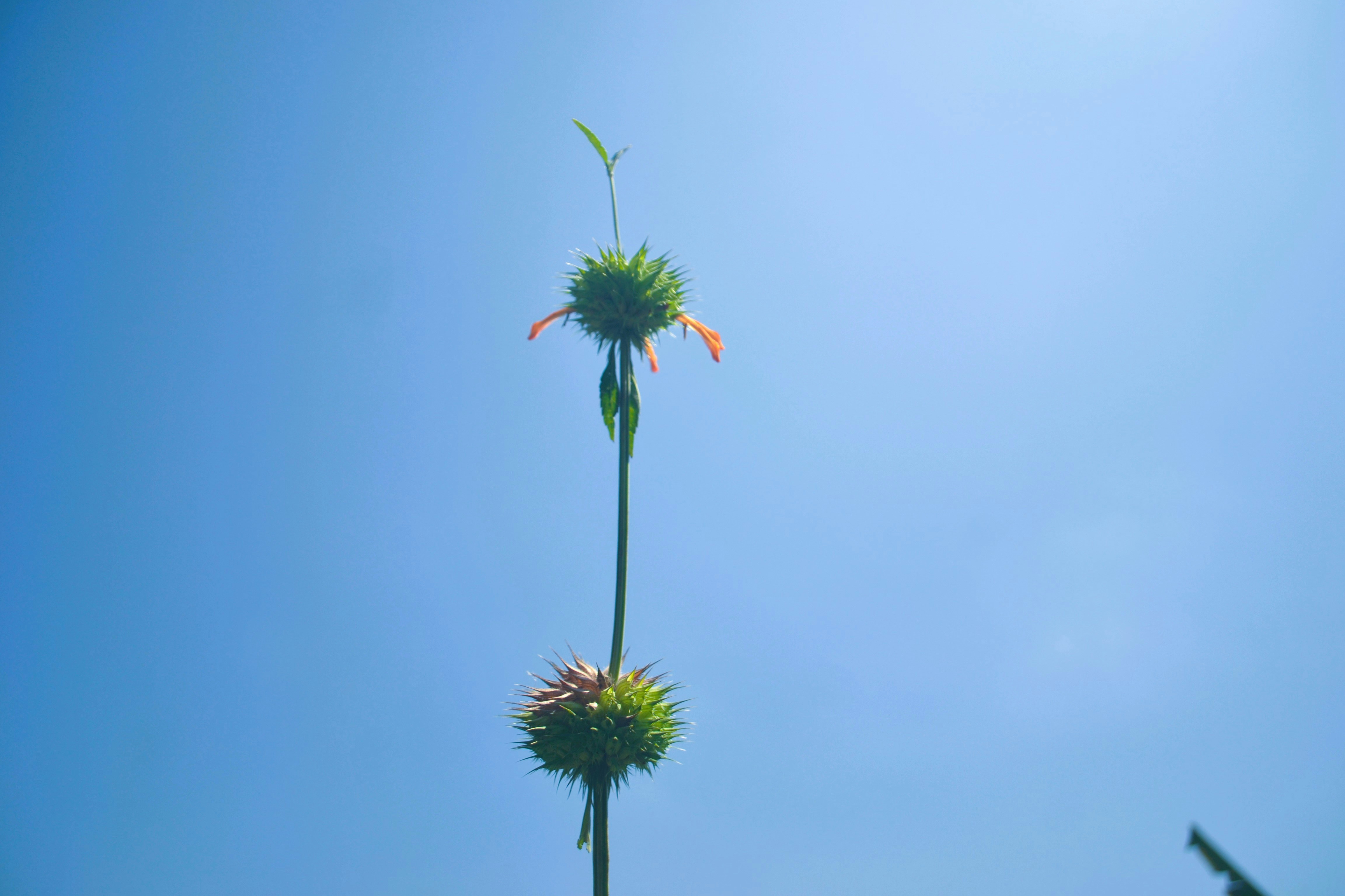 Tall Bloomers Reach for the Sky Against a Cerulean Field