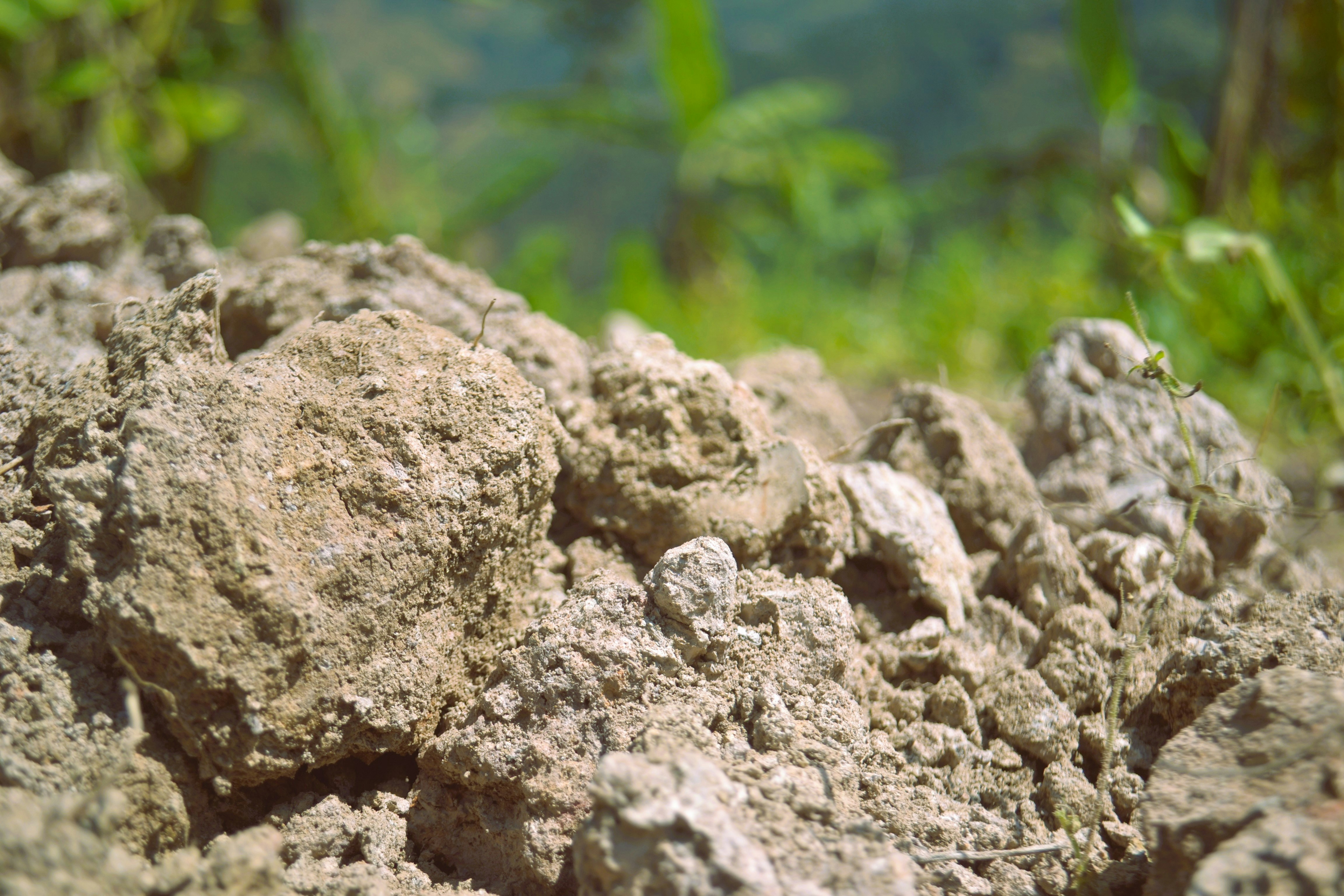 Granular Foreground: Weathered Dirt Pile Framed by a Verdant Backdrop