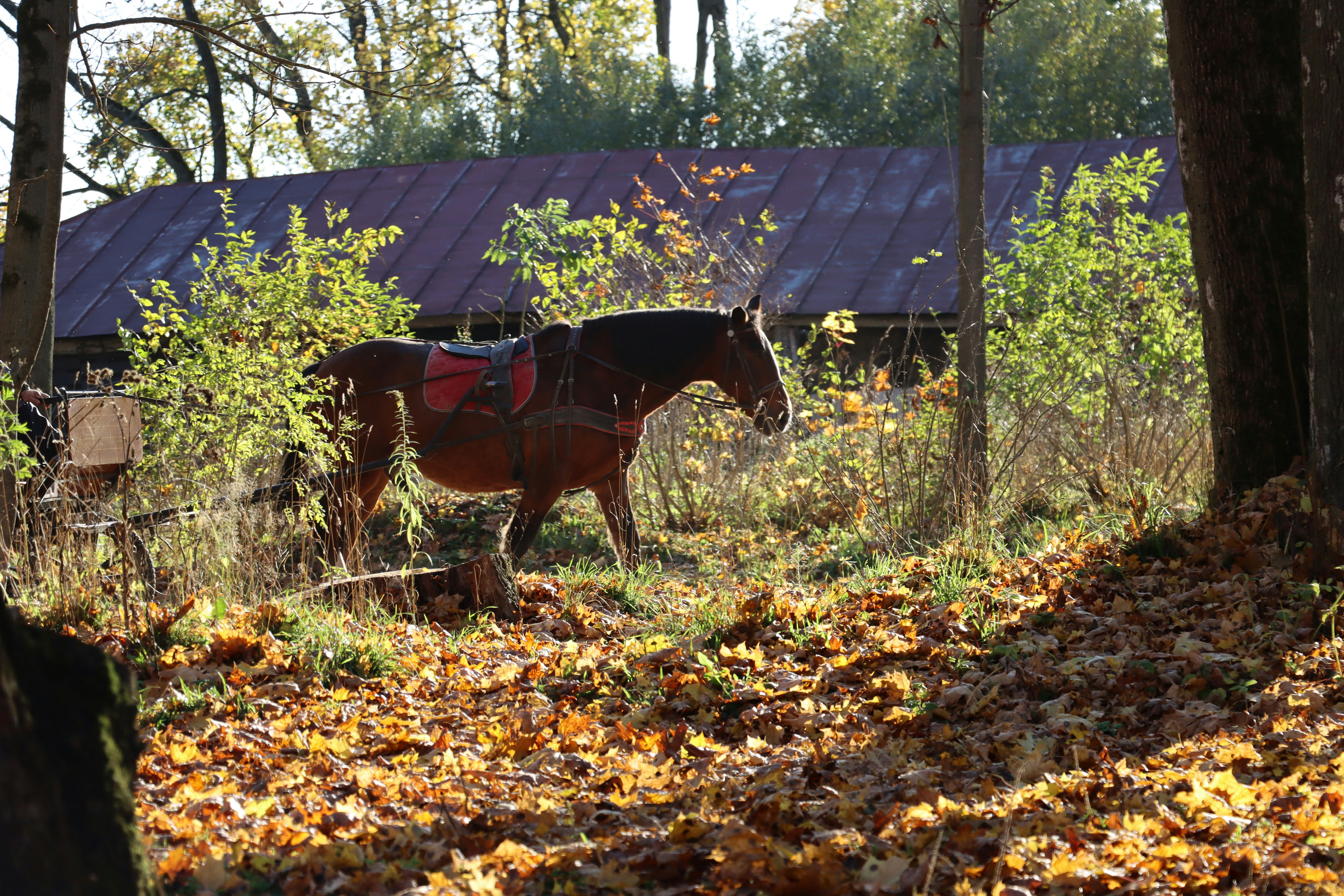 Mare in Dappled Autumn Light by a Weathered Barn