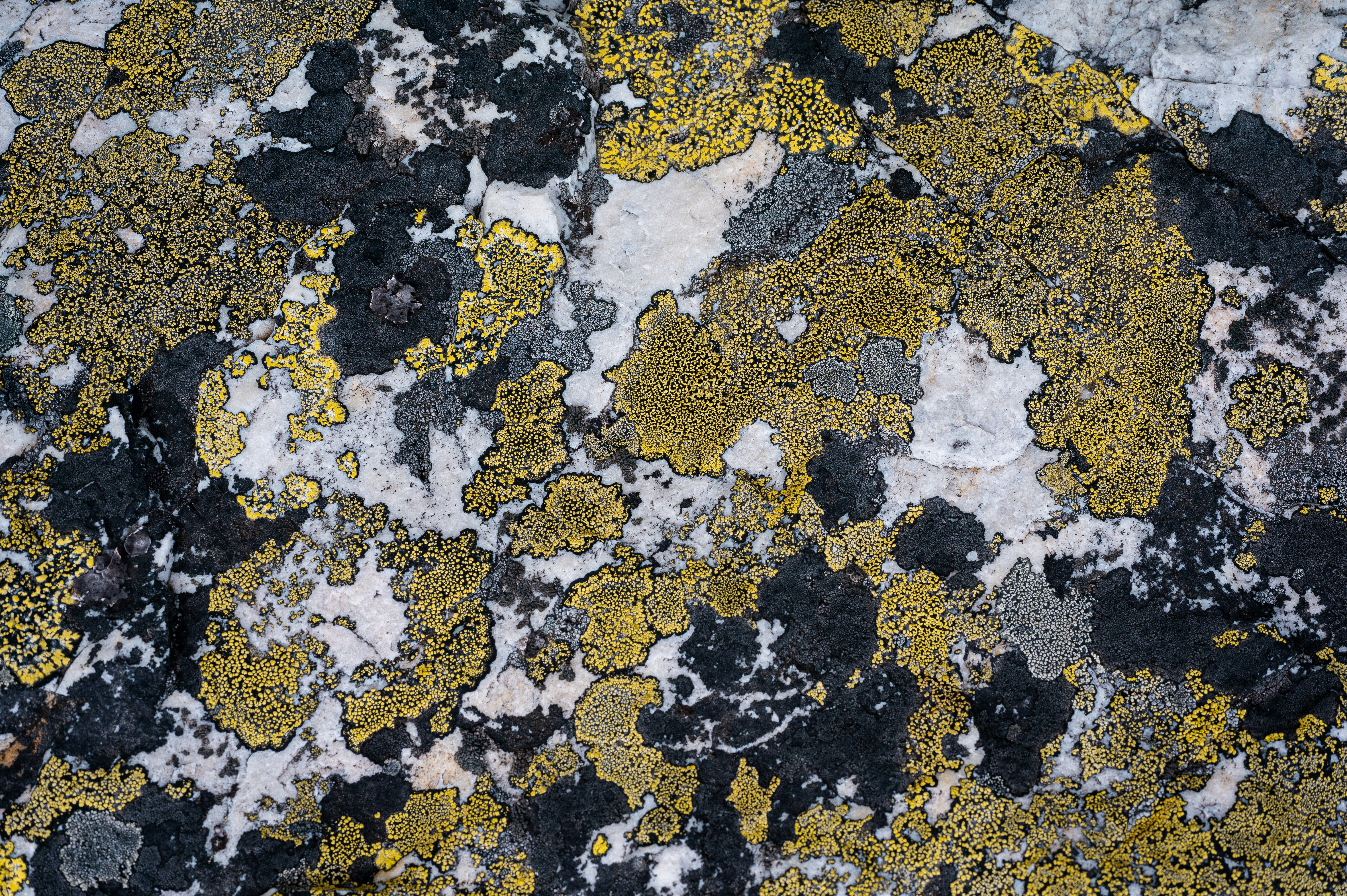 Photo by Job Vermeulen with Nikon Z6