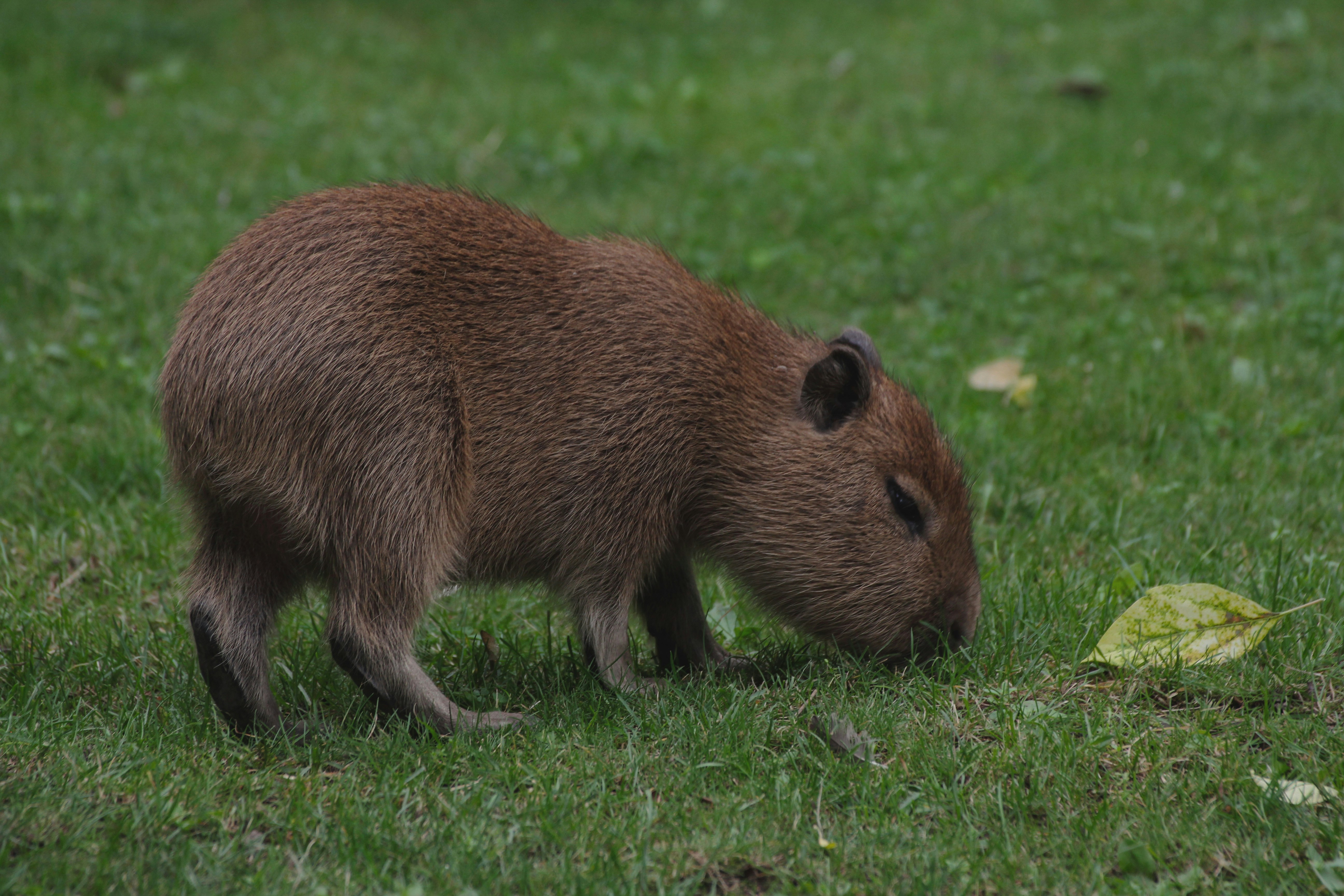 A capybara eating grass in a field photo – Free Animal Image on Unsplash