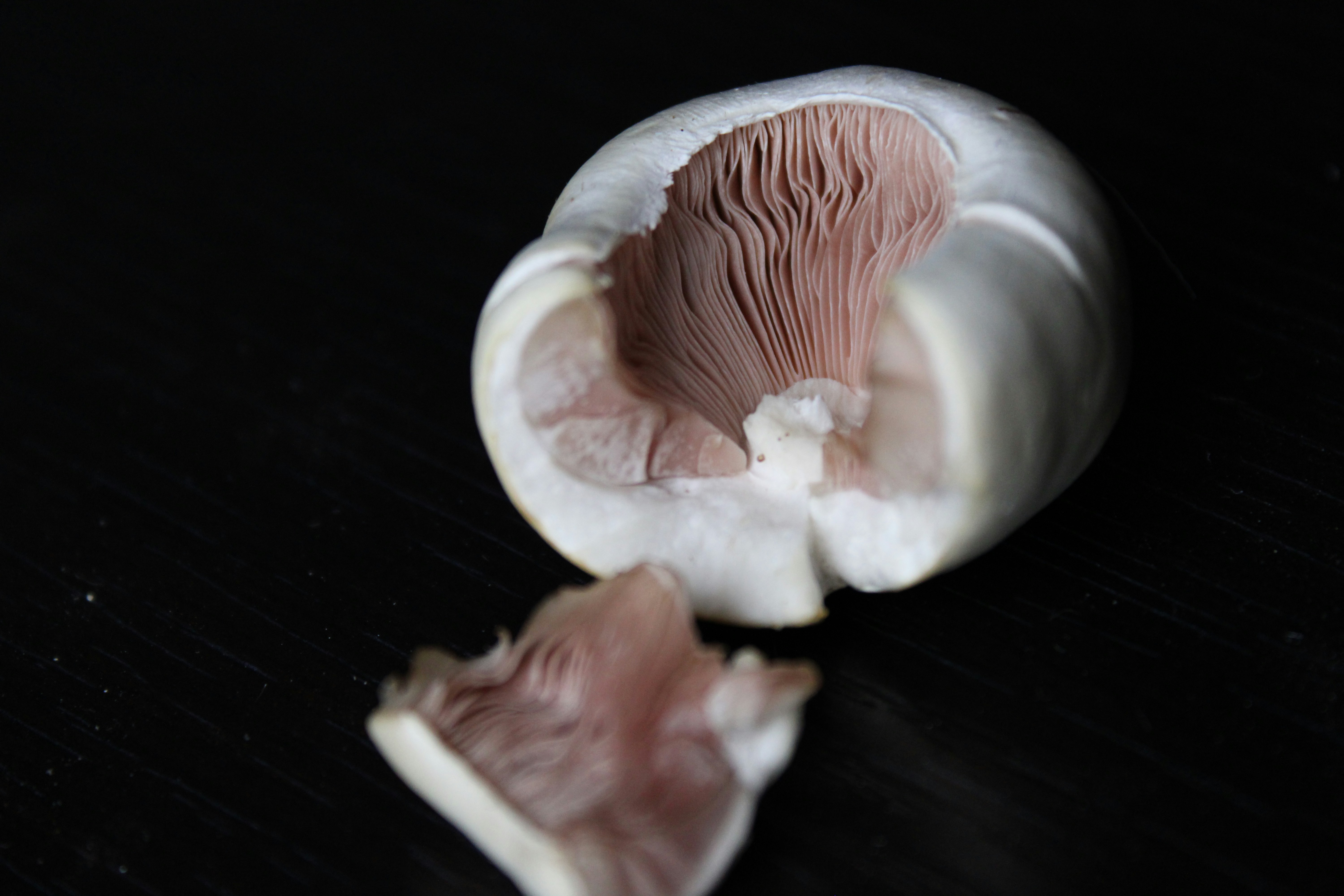 Broken Shell, Quiet Focus: A Close-Up of a Pink-Mauve Interior