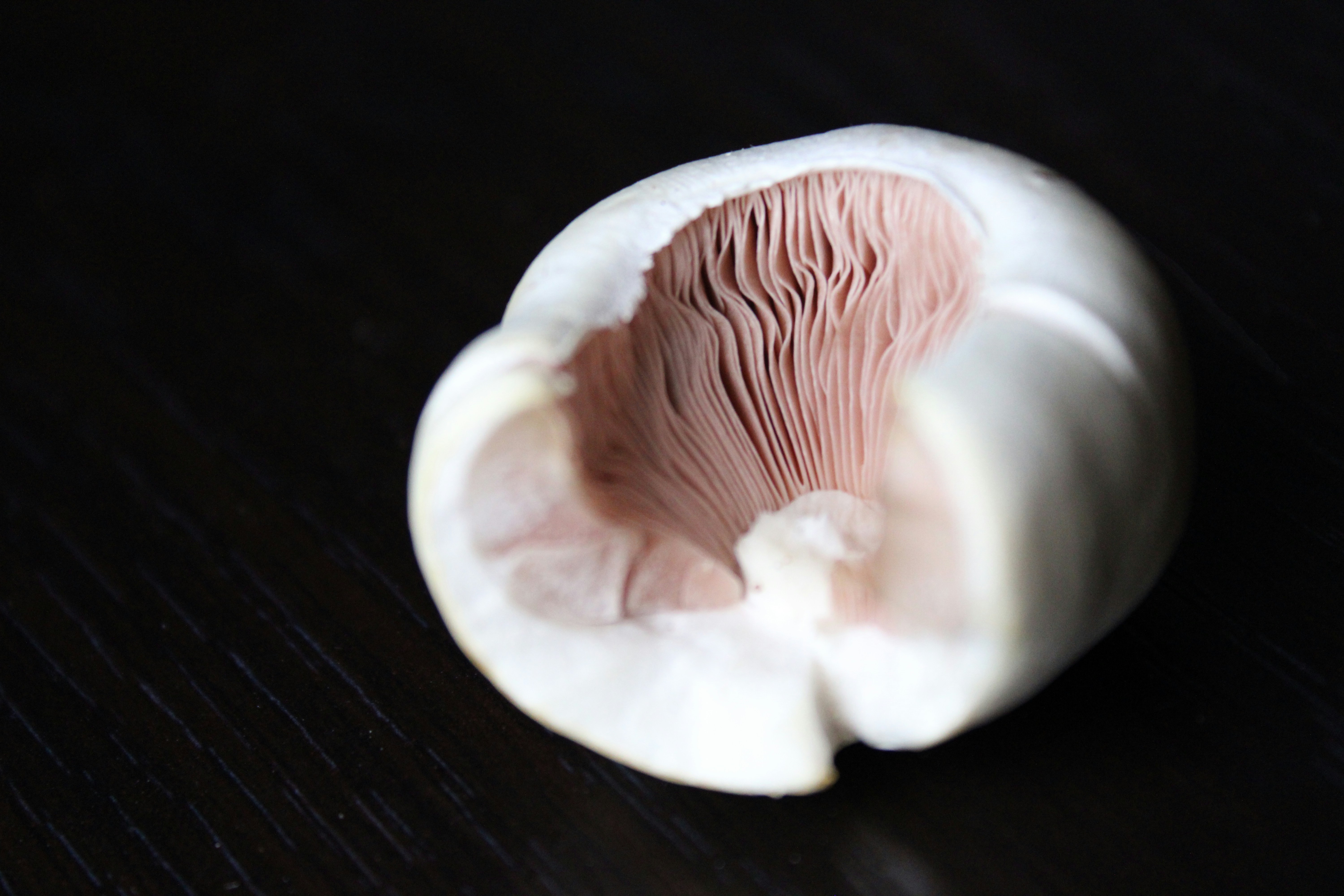 Porcelain Gills: A Macro Peek Inside a White Mushroom