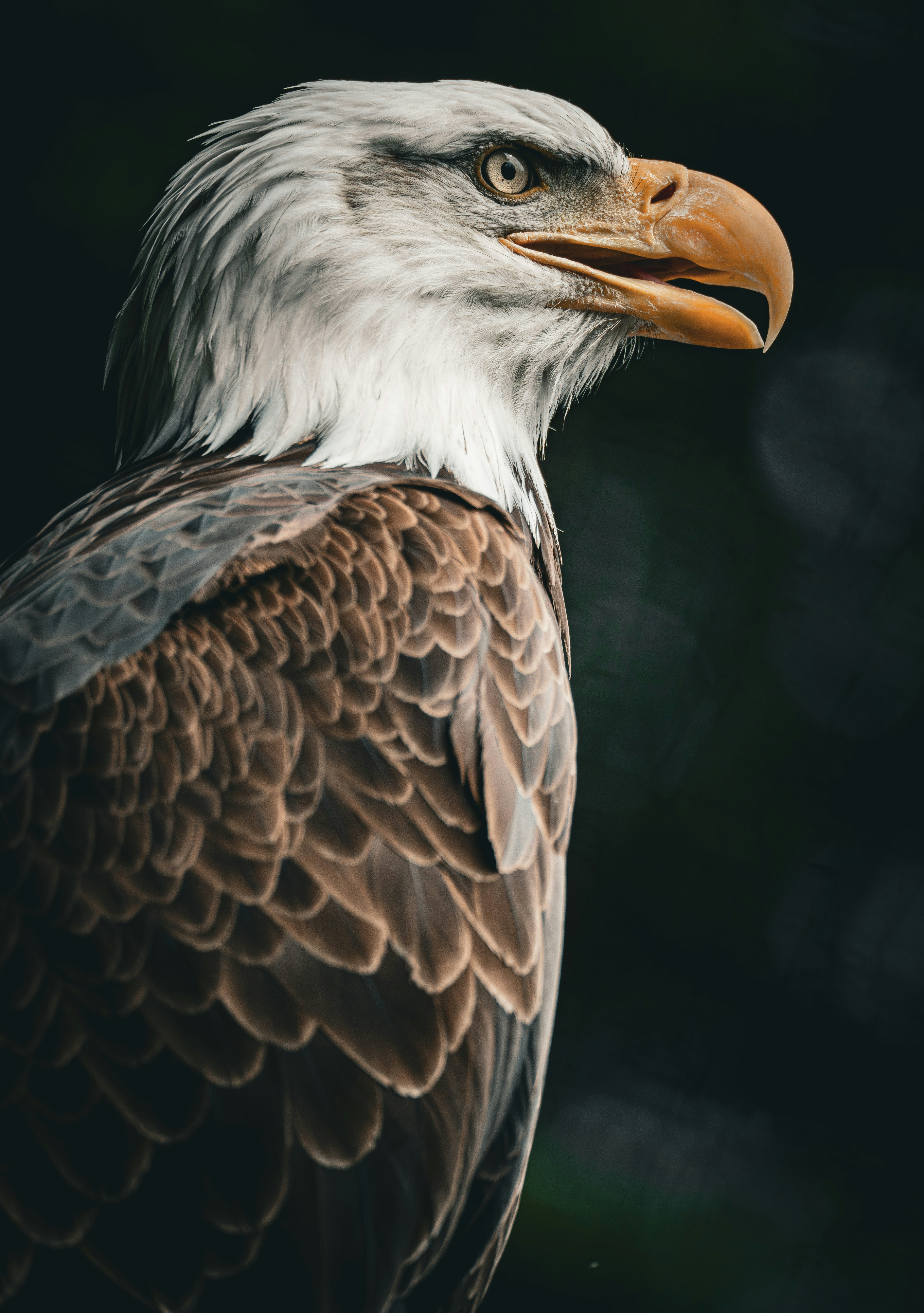 A close up of a bald eagle with a black background photo – Free Redwood ...
