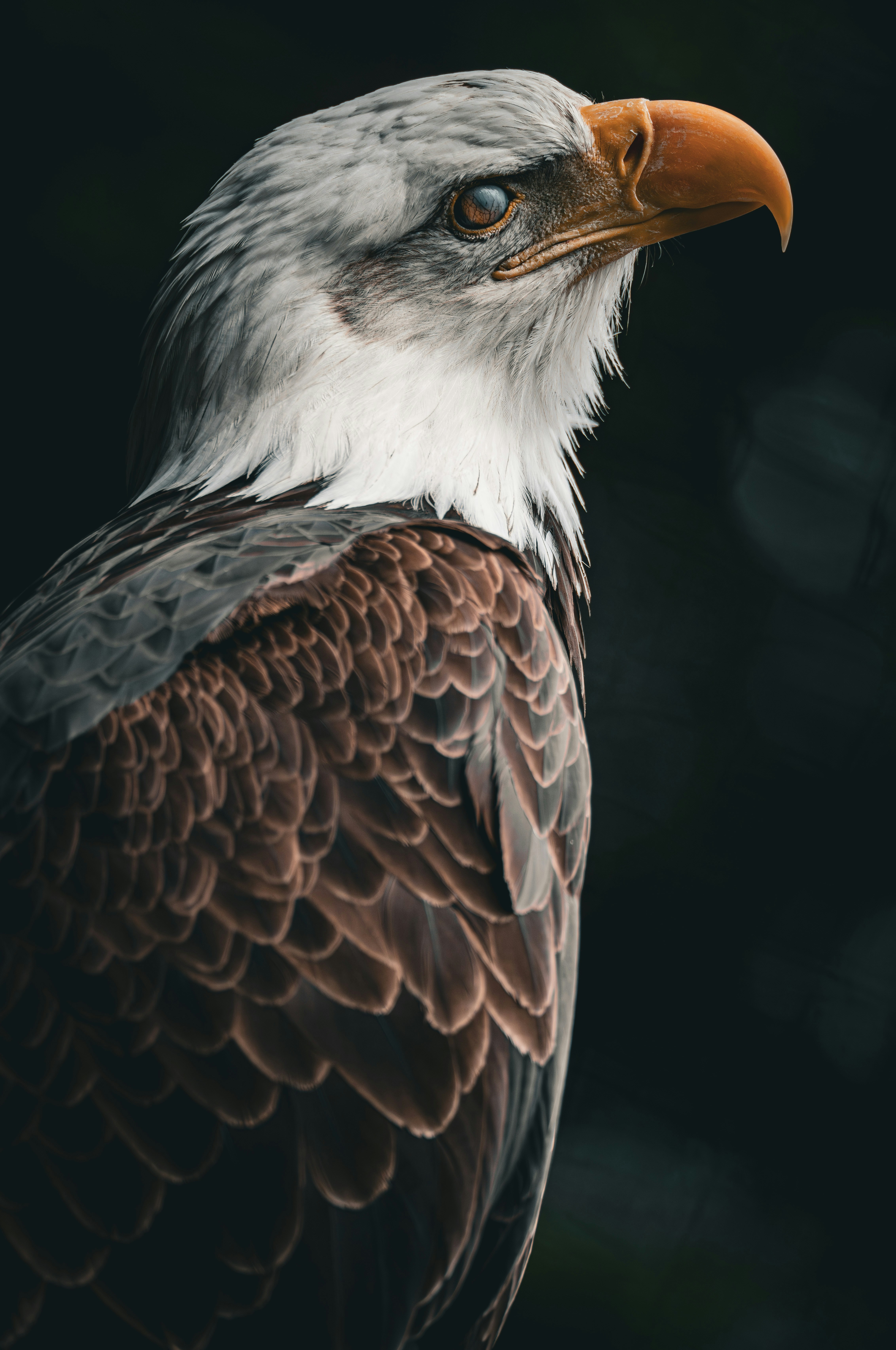 Close-up of a bald eagle showcasing its striking features and intricate feather patterns against a dark background.