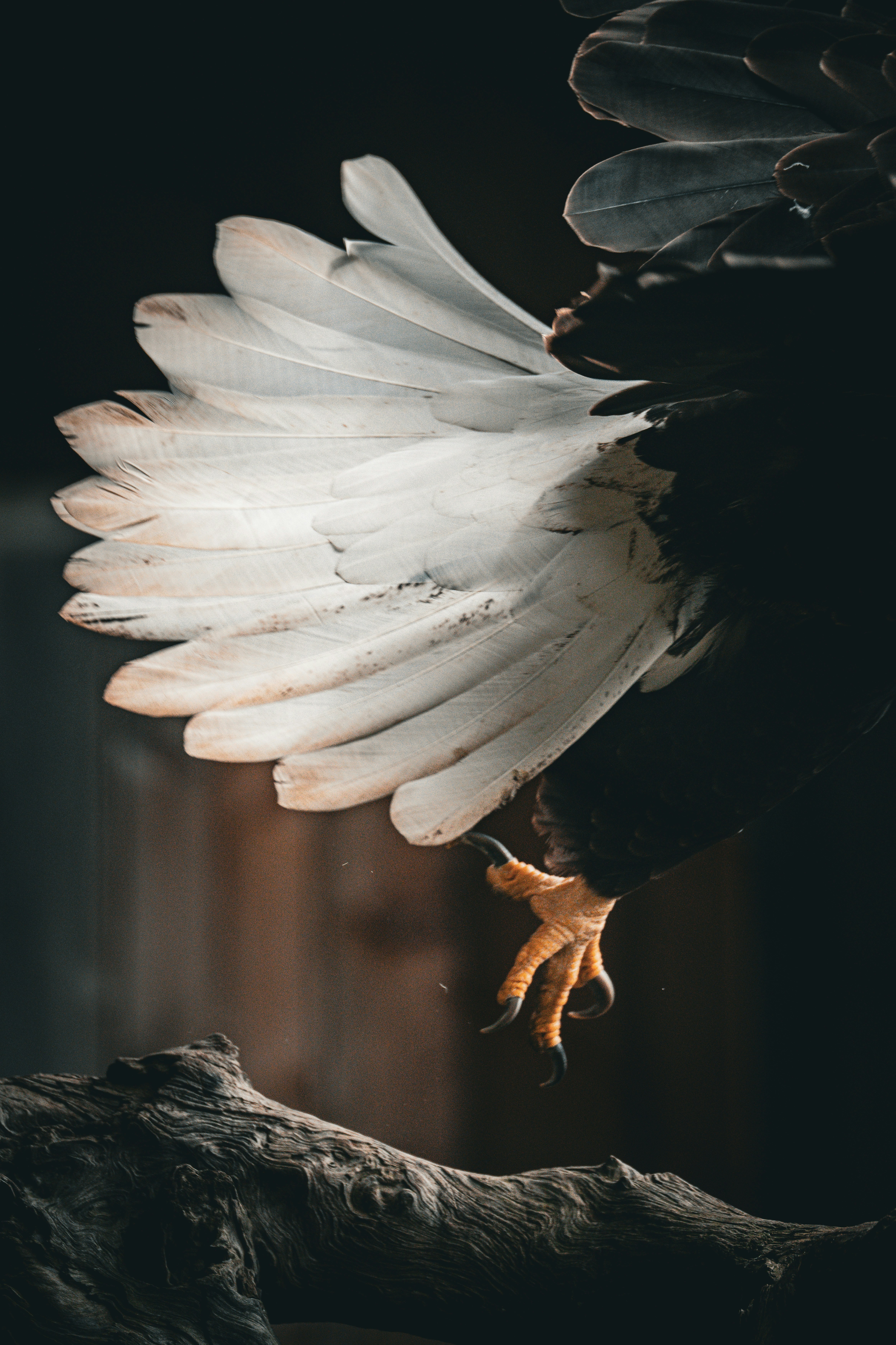 Twilight Claw: A white-winged talon grips a weathered branch