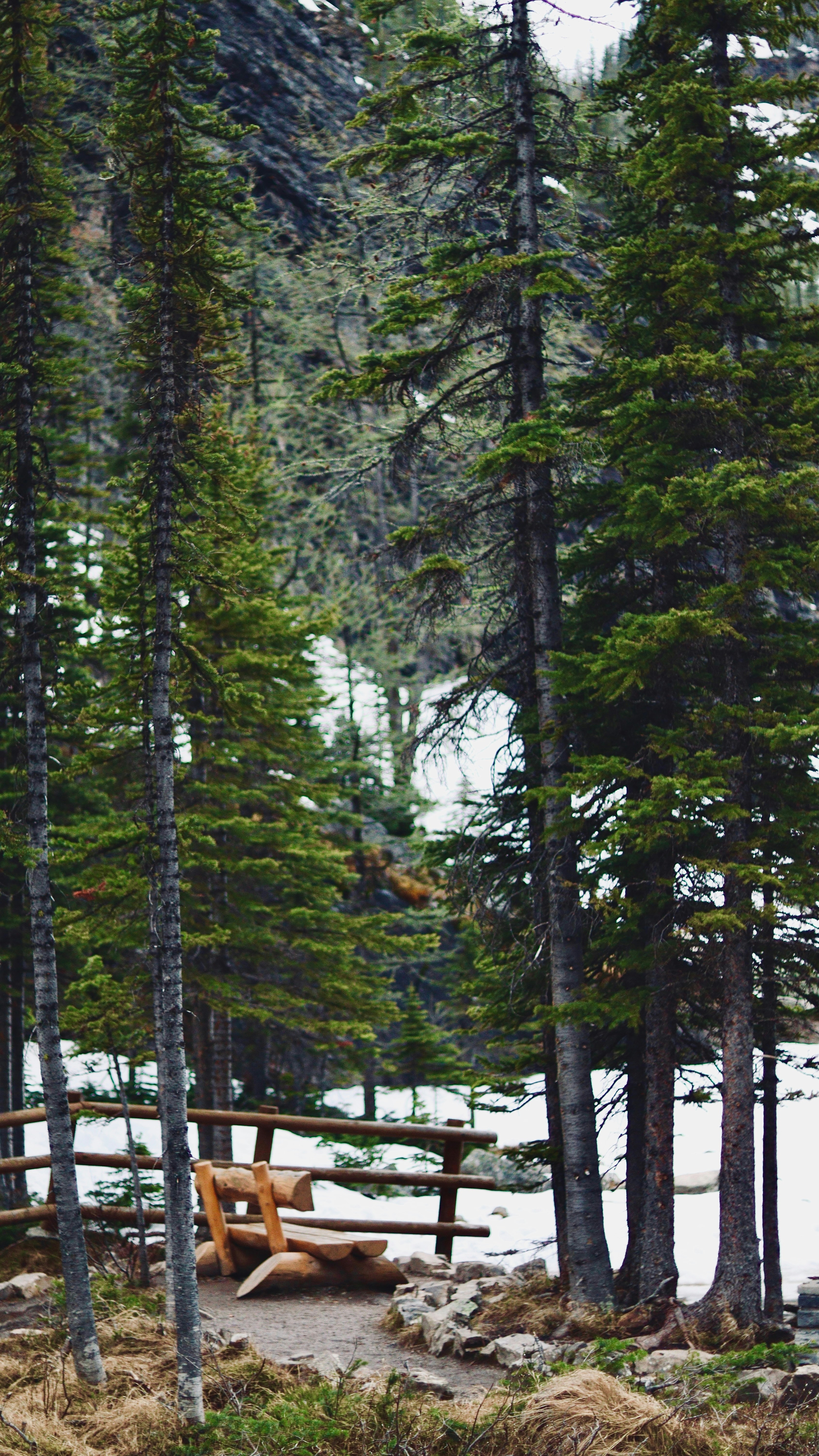 Quiet Alpine Clearing: A Weathered Bench Among Tall Pines