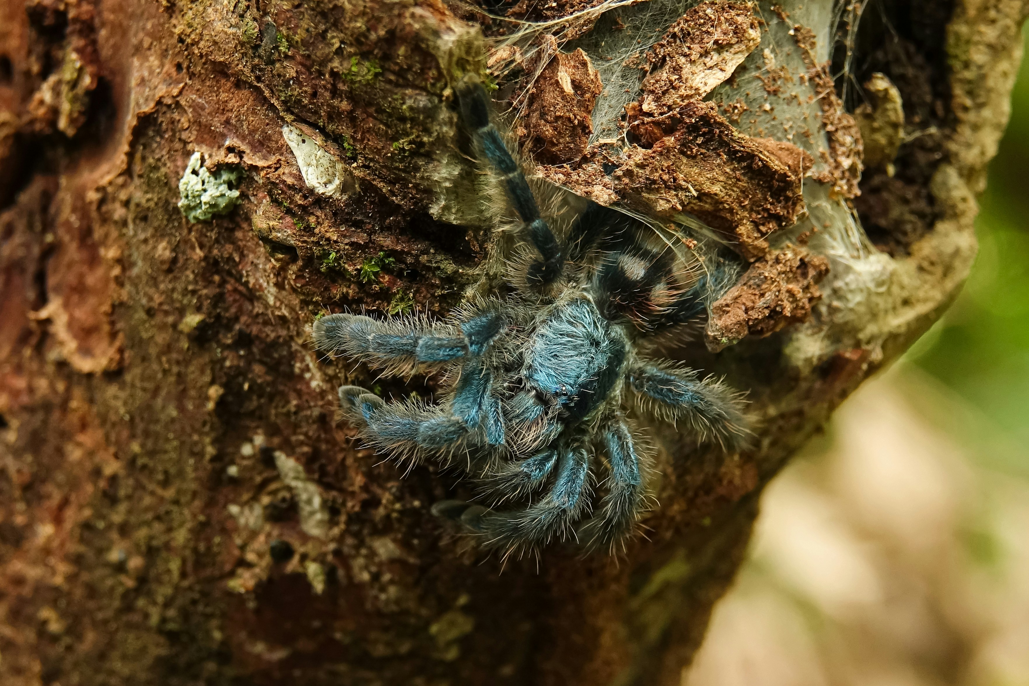 Azure Camouflage: a blue tarantula clings to rough bark in dappled light
