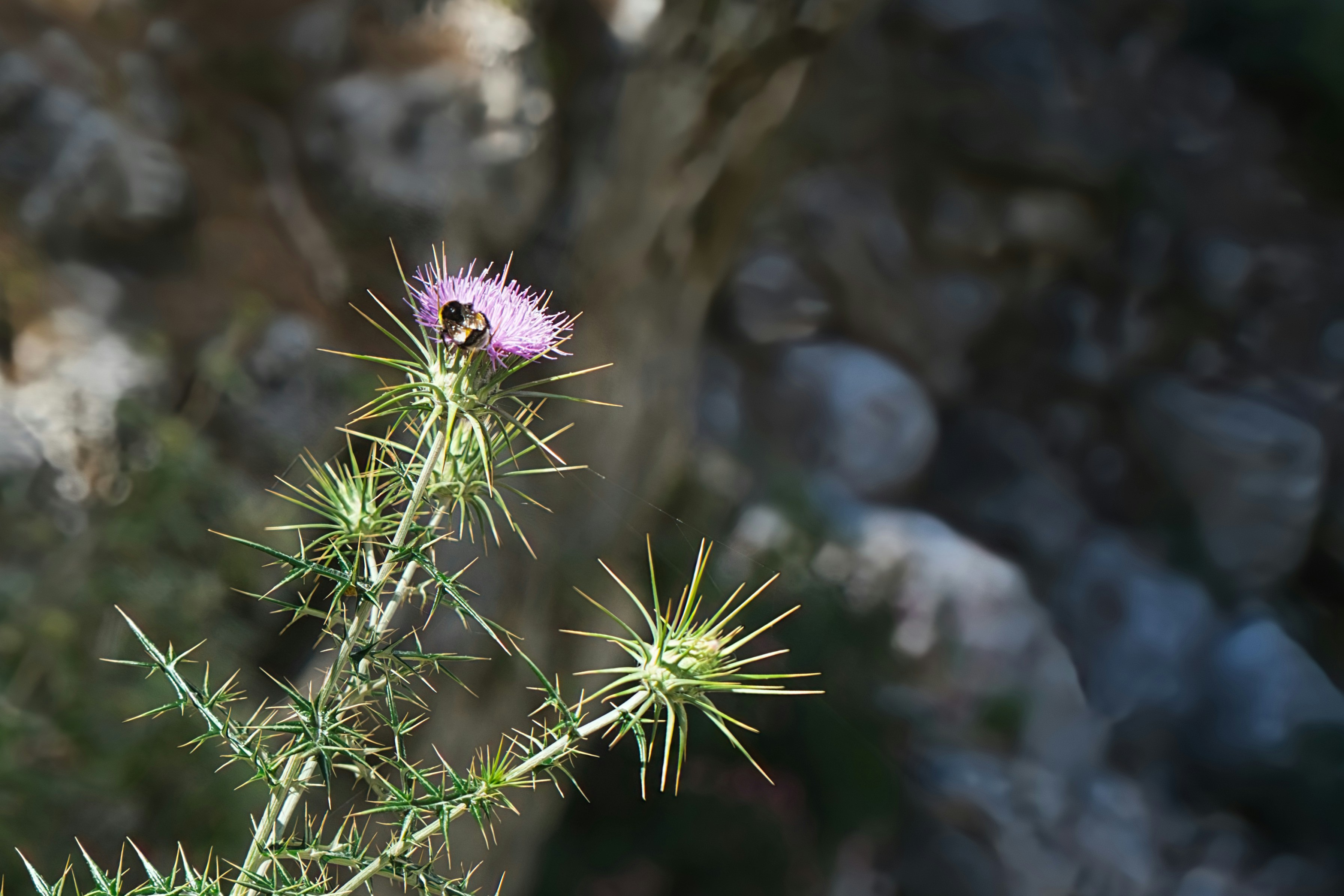 Budding Quill: A Thistle Crowned with a Pink Bloom