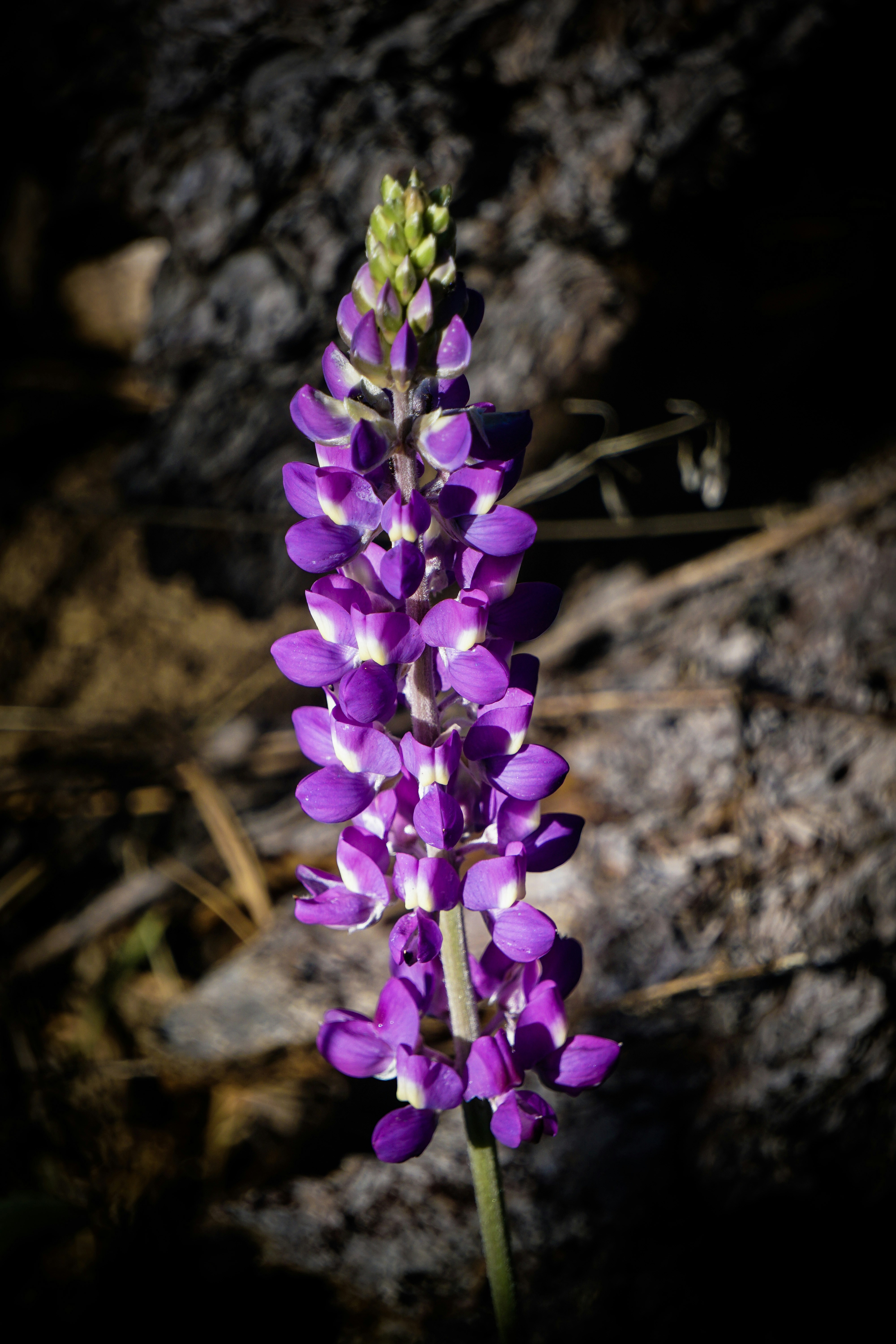 Purple Spike: A Violet Lupine Reaching Toward the Light