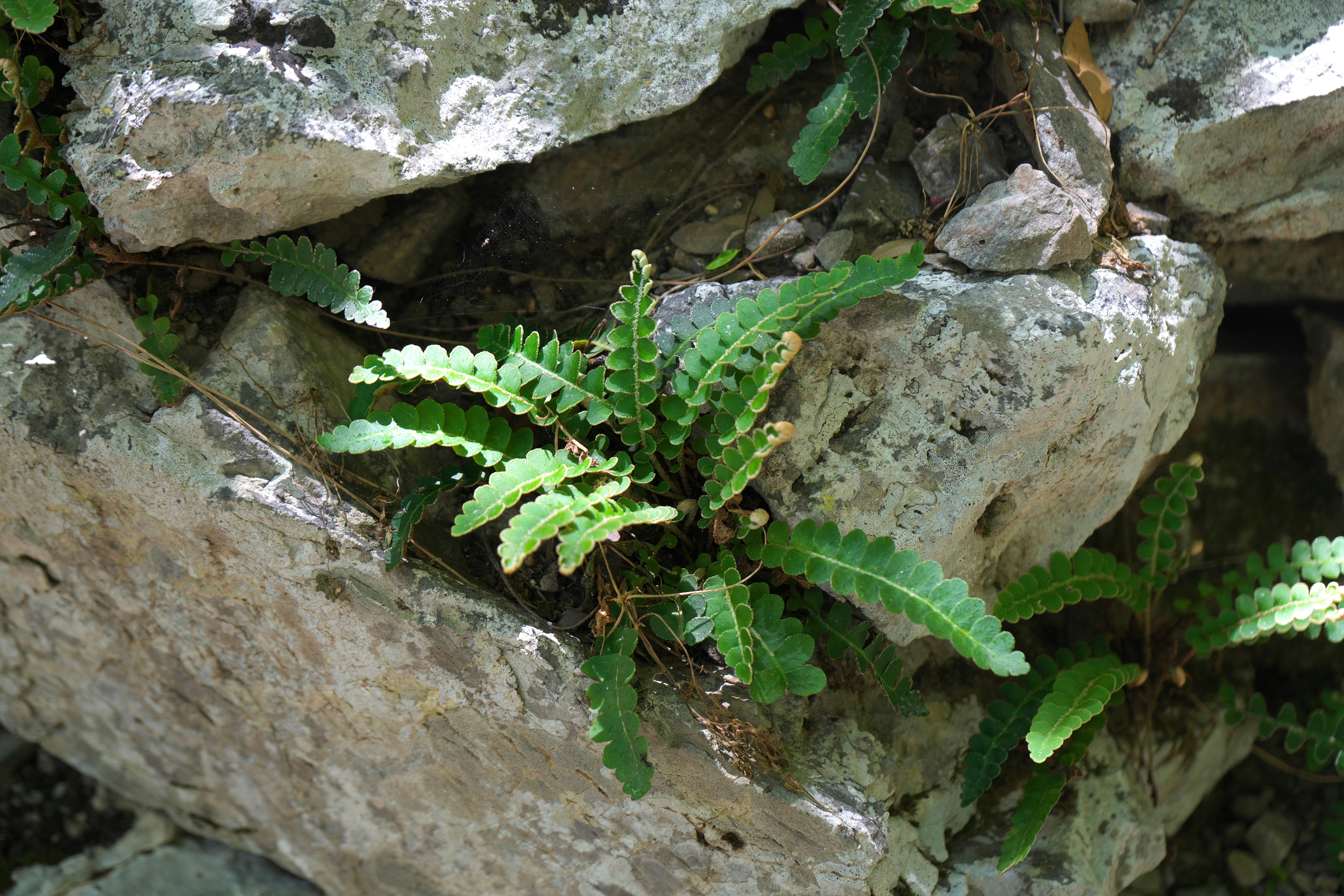 Rogue Fern Among Weathered Stones