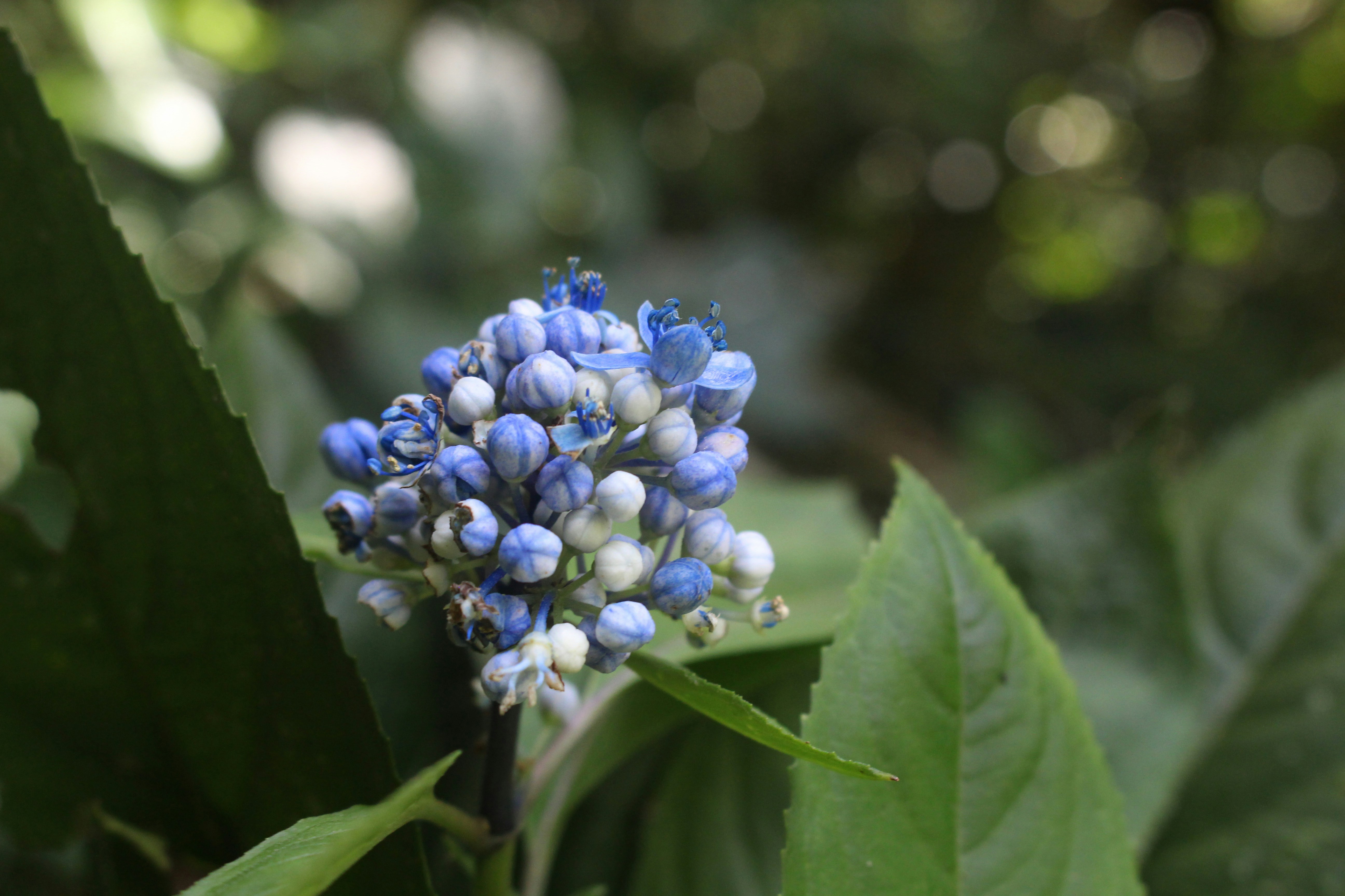 Blue Hydrangea Buds Unfurling Through Dappled Garden Light