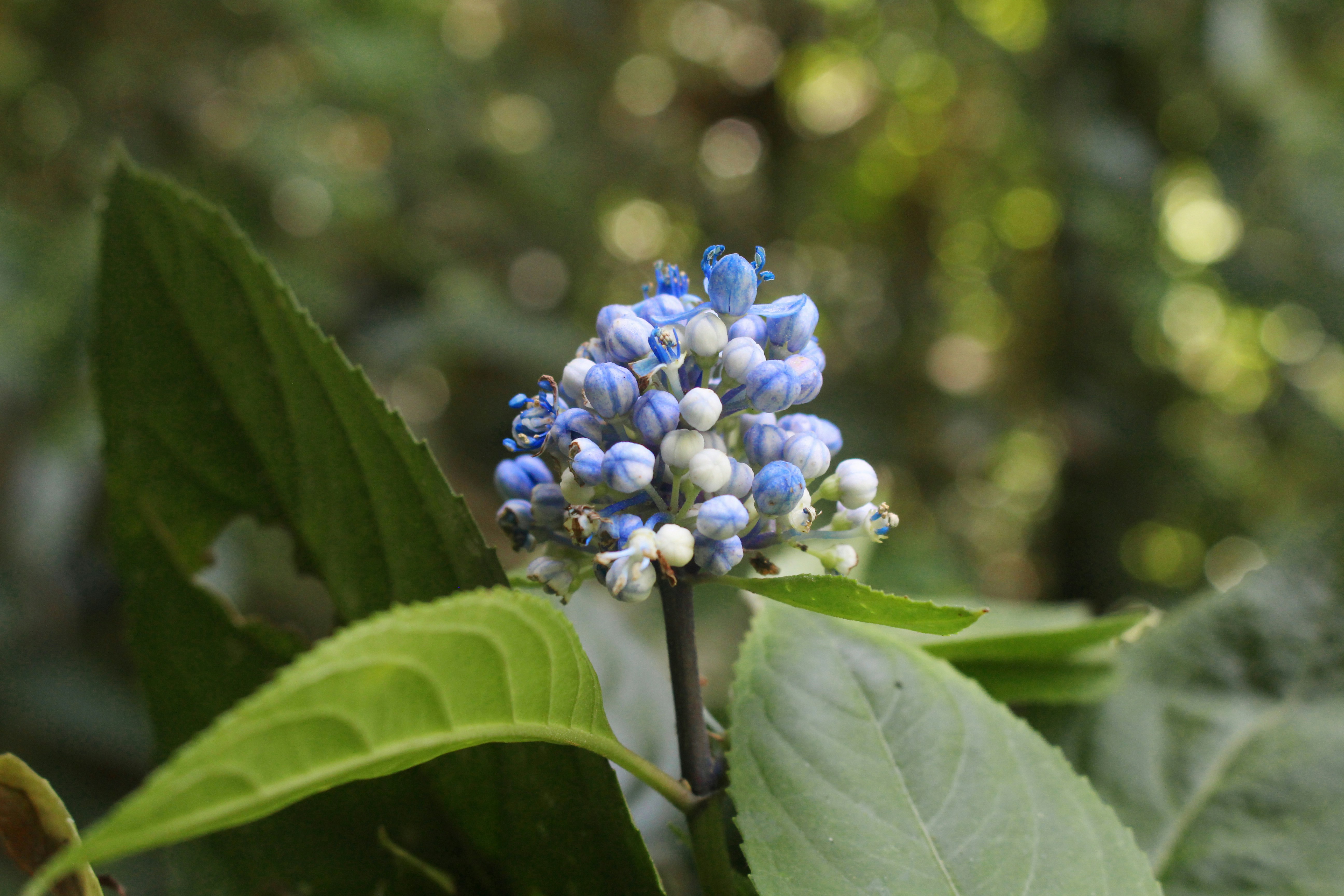 Photo by Lam Thuy with Canon EOS 700D