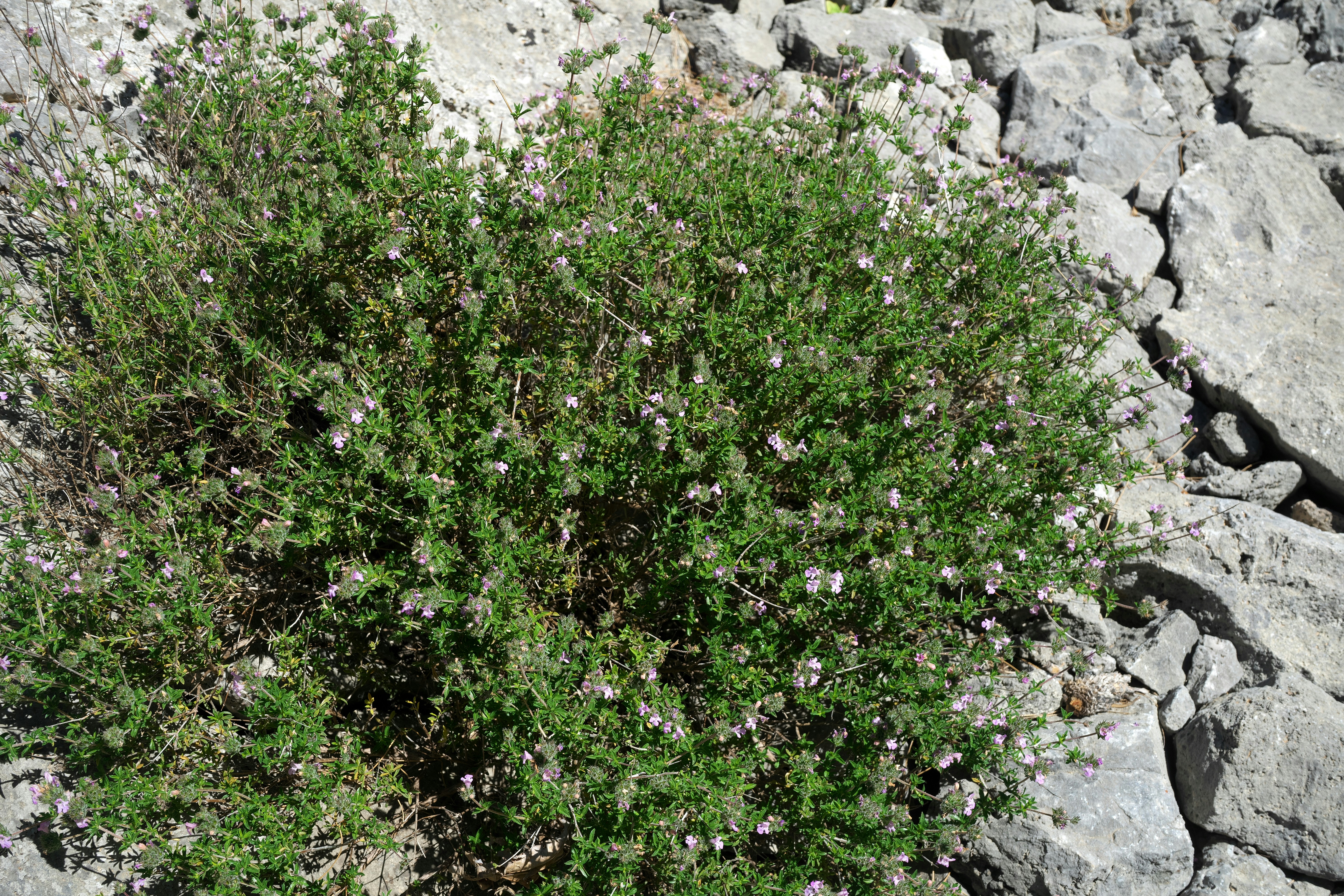 A small bush growing out of the rocks photo – Free Greece Image on Unsplash